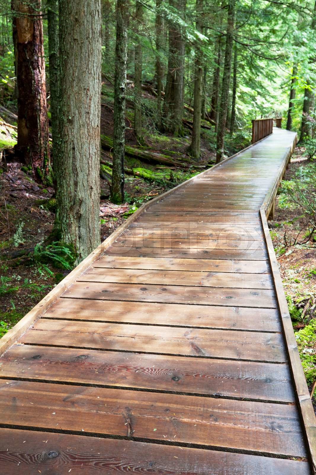 Boardwalk | Stock image | Colourbox
