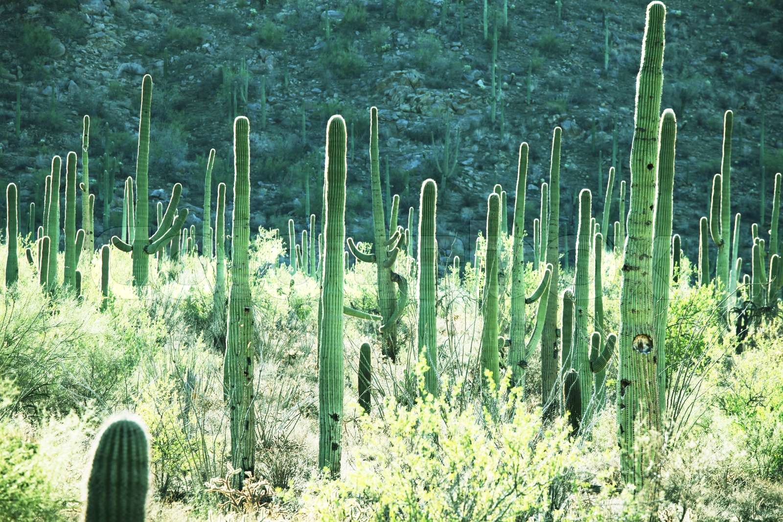 Cactus | Stock image | Colourbox