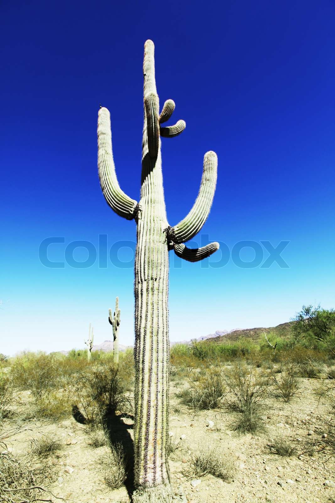 Cactus | Stock image | Colourbox
