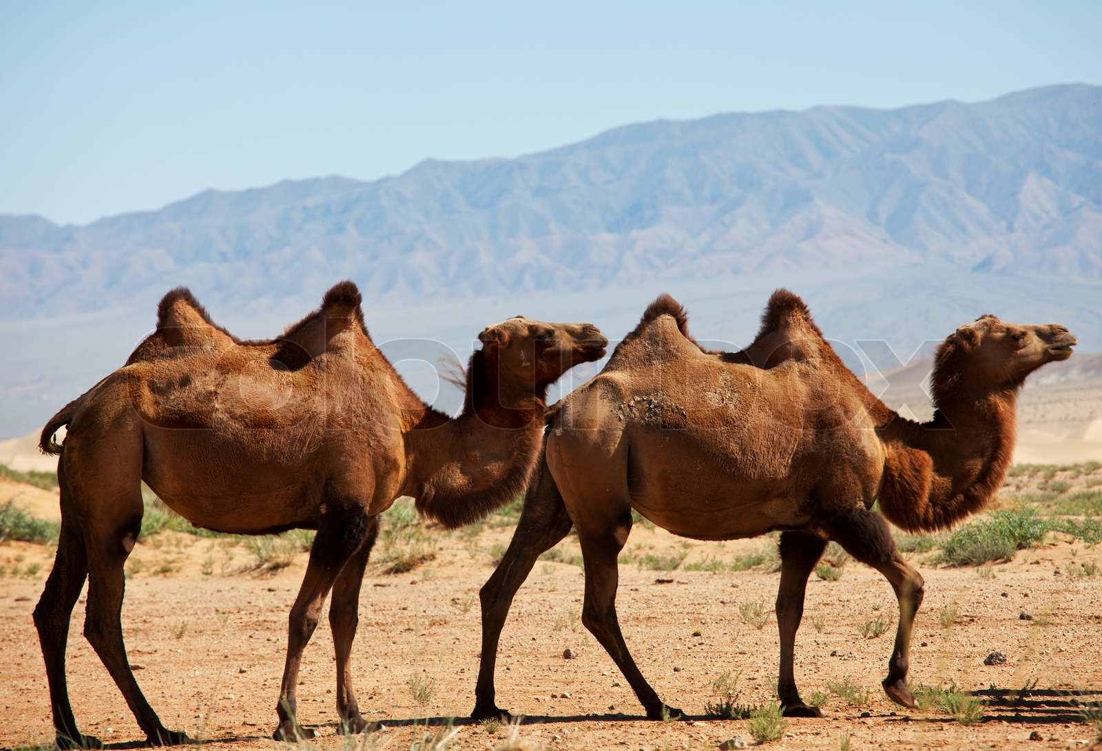 Camel | Stock image | Colourbox