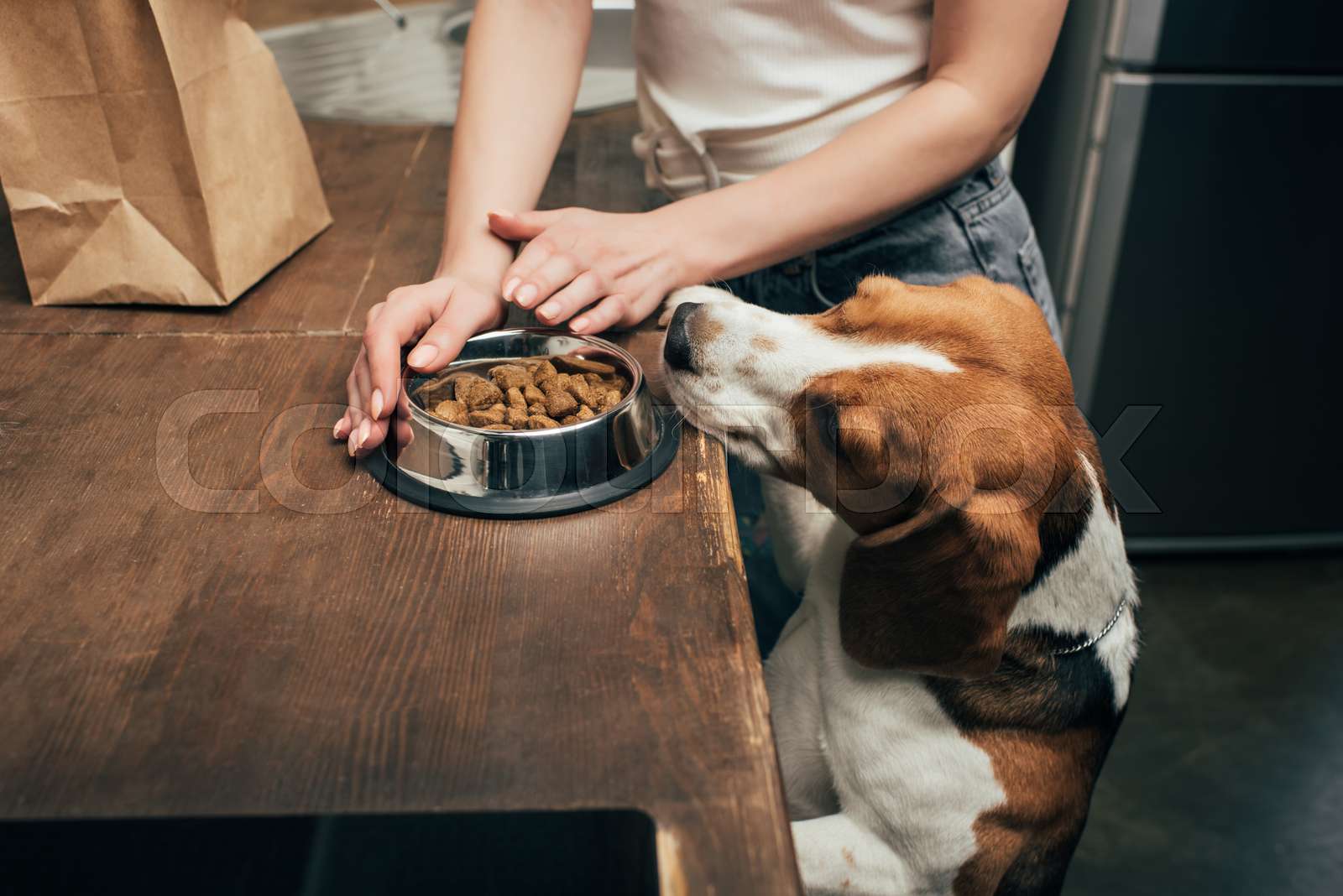 Cropped view of young woman giving pet food to adorable beagle dog ...