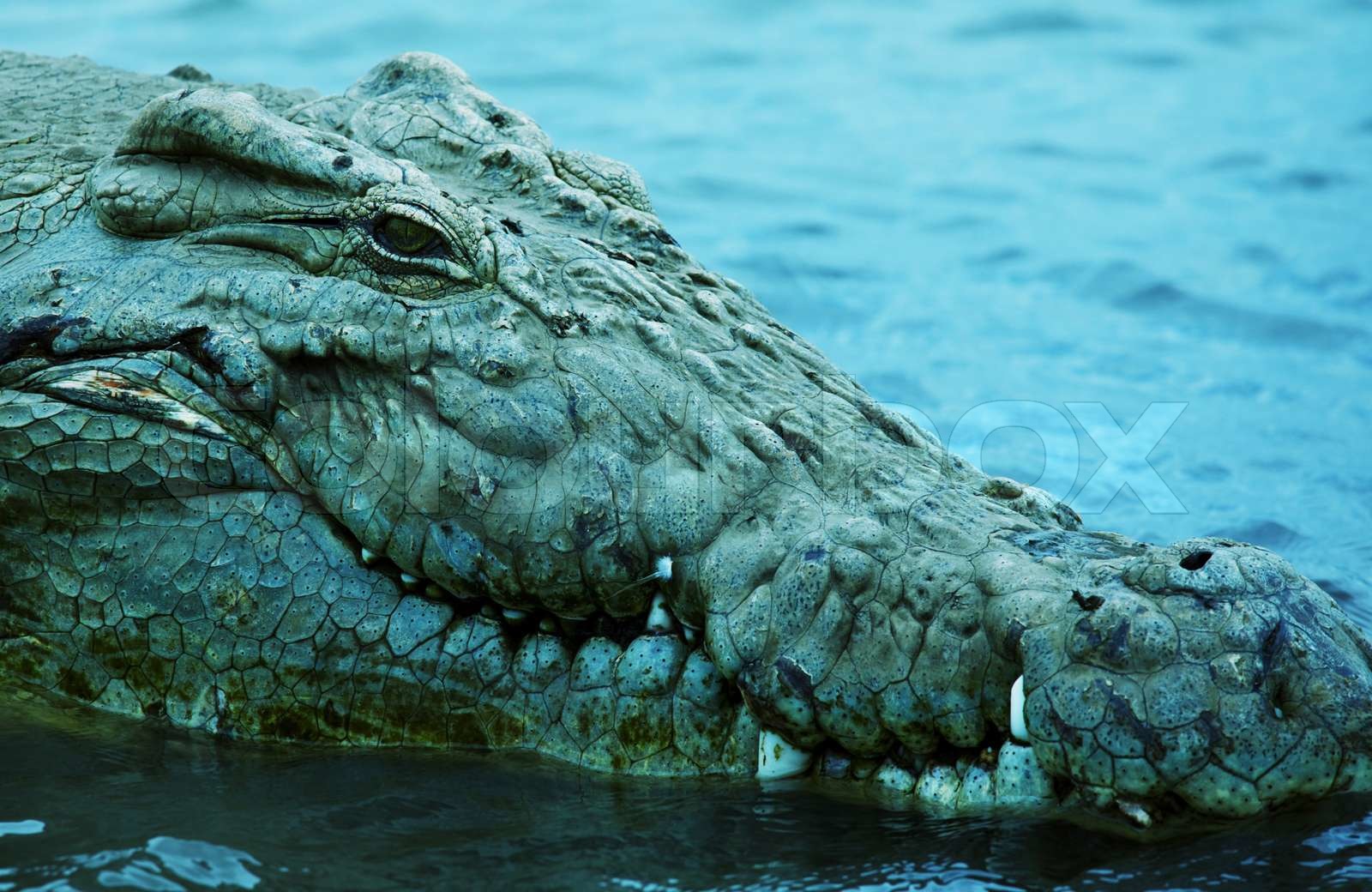 krokodil, jäger, natur | Stock Bild | Colourbox