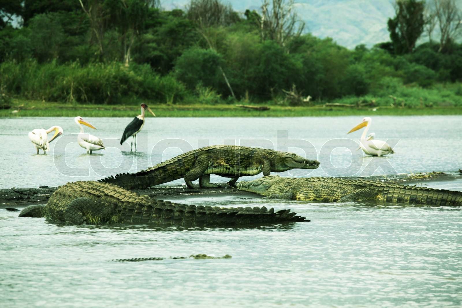 Krokodile | Stock Bild | Colourbox