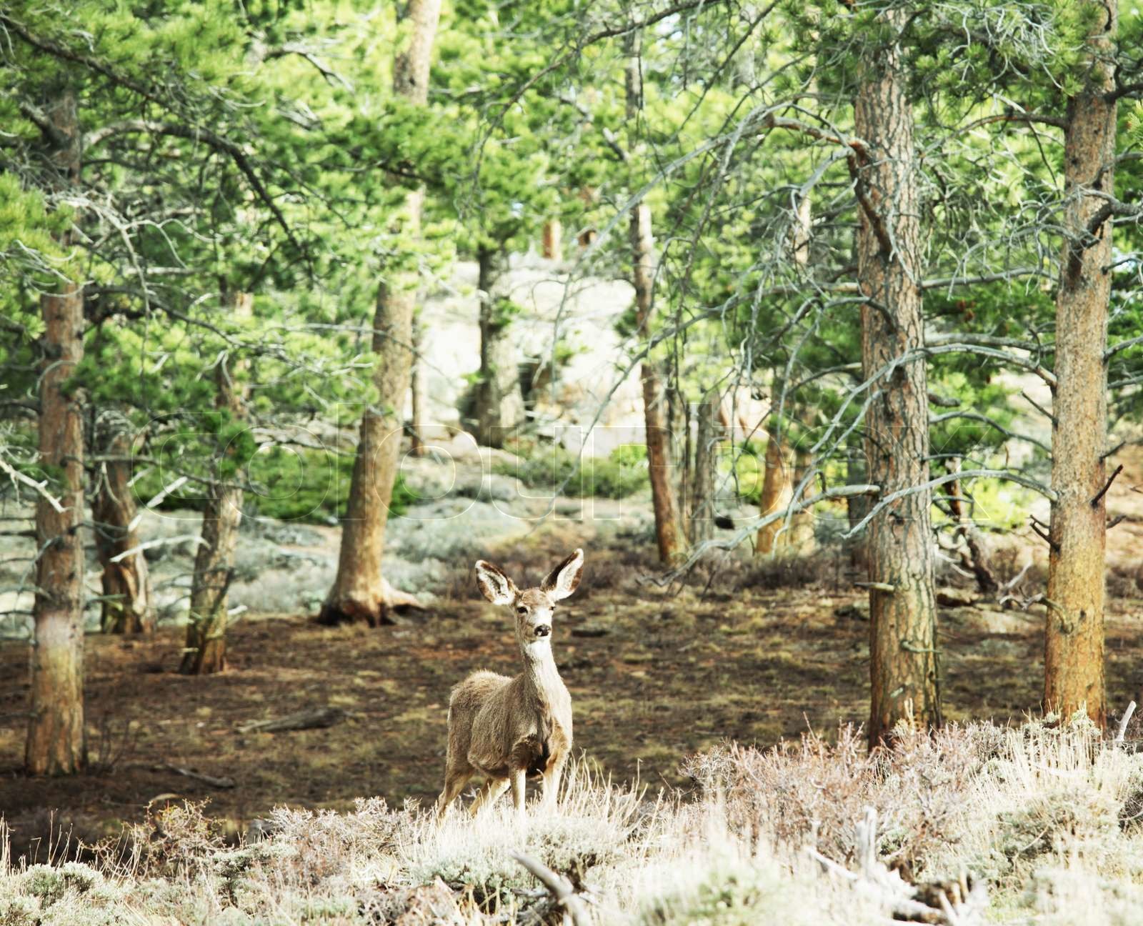 Deer in forest | Stock image | Colourbox