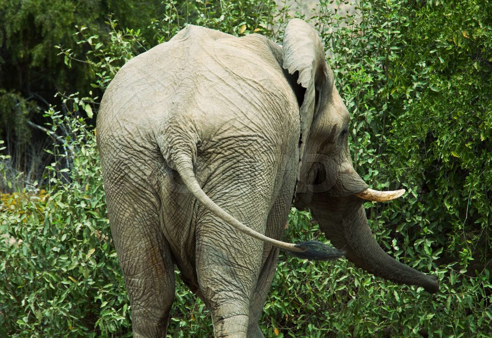 Elephant | Stock image | Colourbox