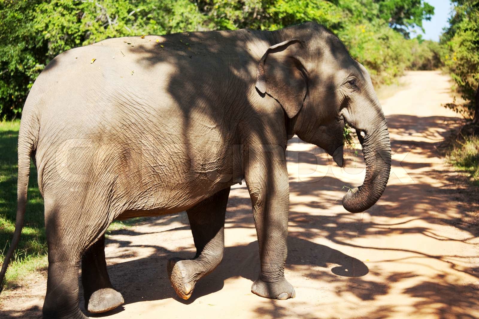 Elephants | Stock image | Colourbox