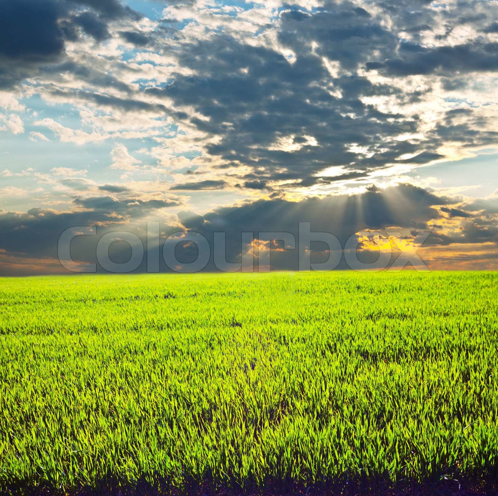 Field | Stock image | Colourbox