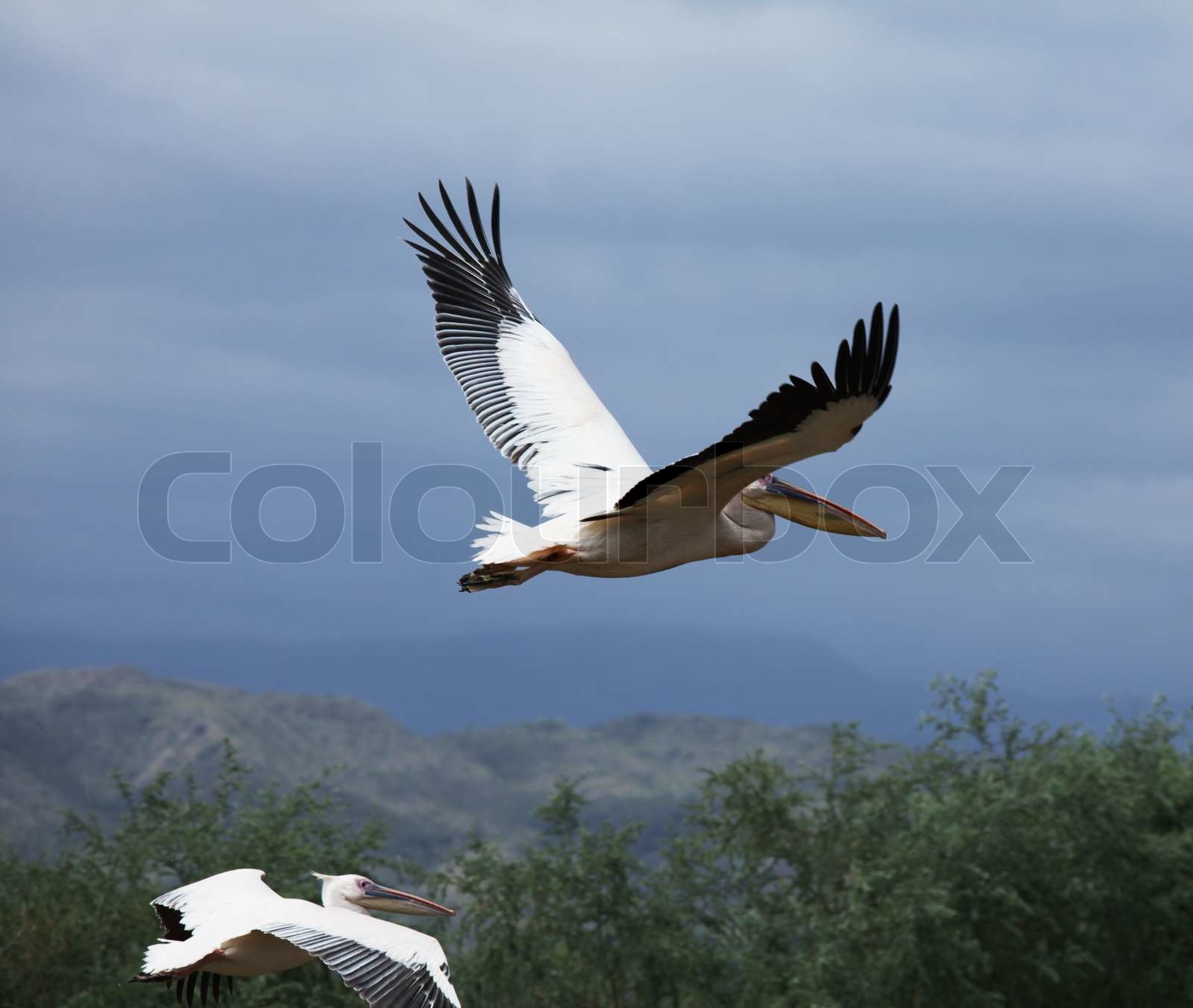 Flying pelican | Stock image | Colourbox