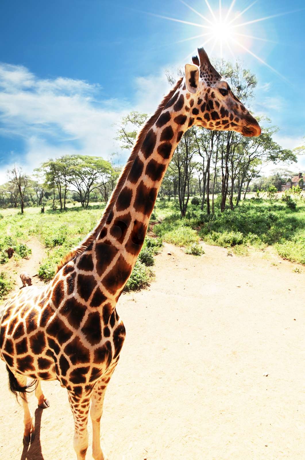 afrika, pflanzenfresser, wildlebend | Stock Bild | Colourbox