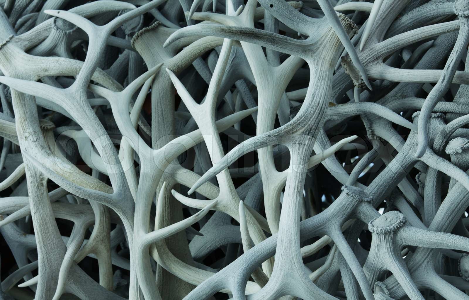 Horn | Stock image | Colourbox