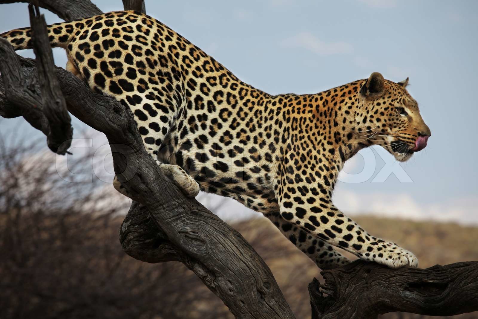 Leopard on the tree | Stock image | Colourbox