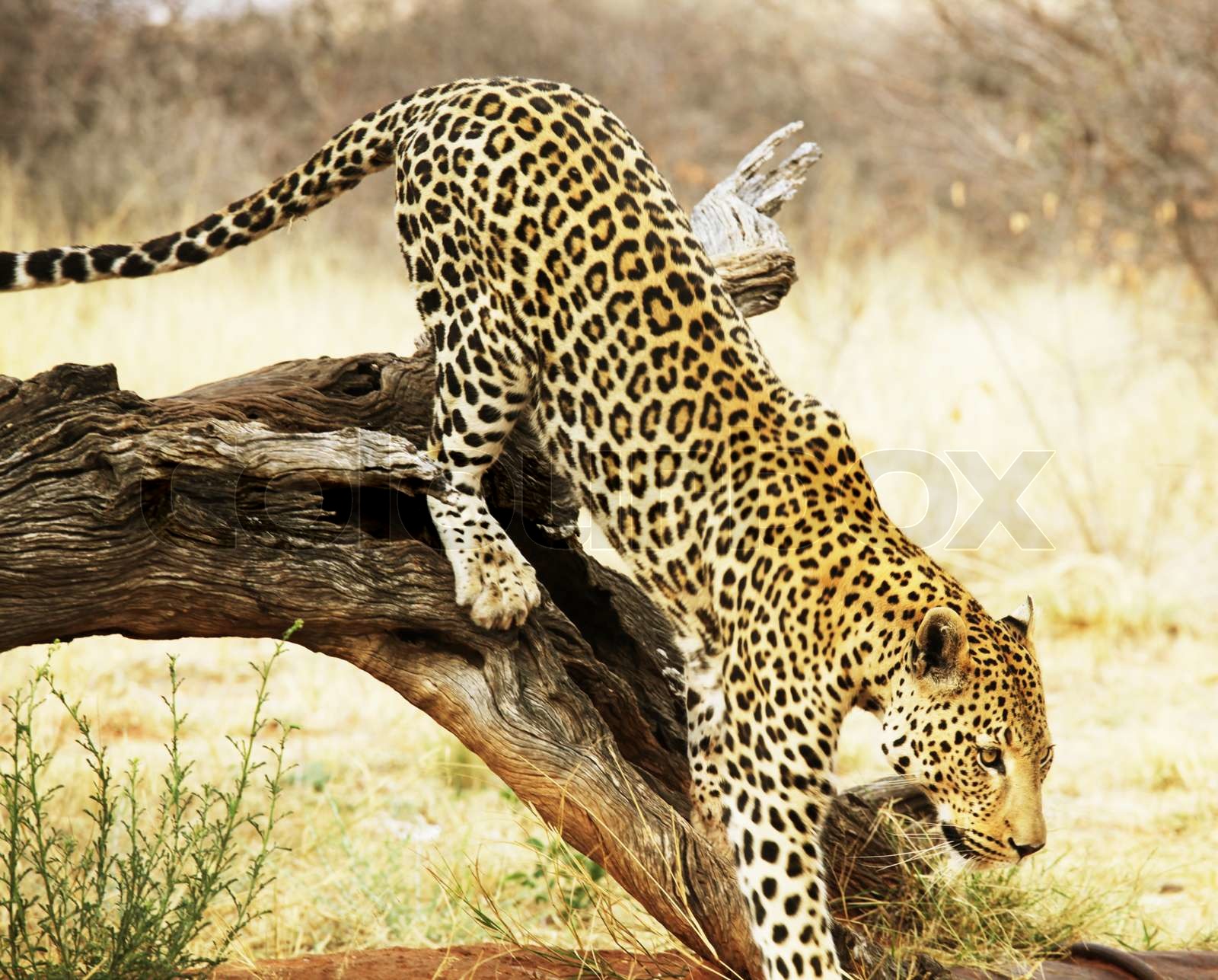 leopard, træ, afrika | Stock foto | Colourbox