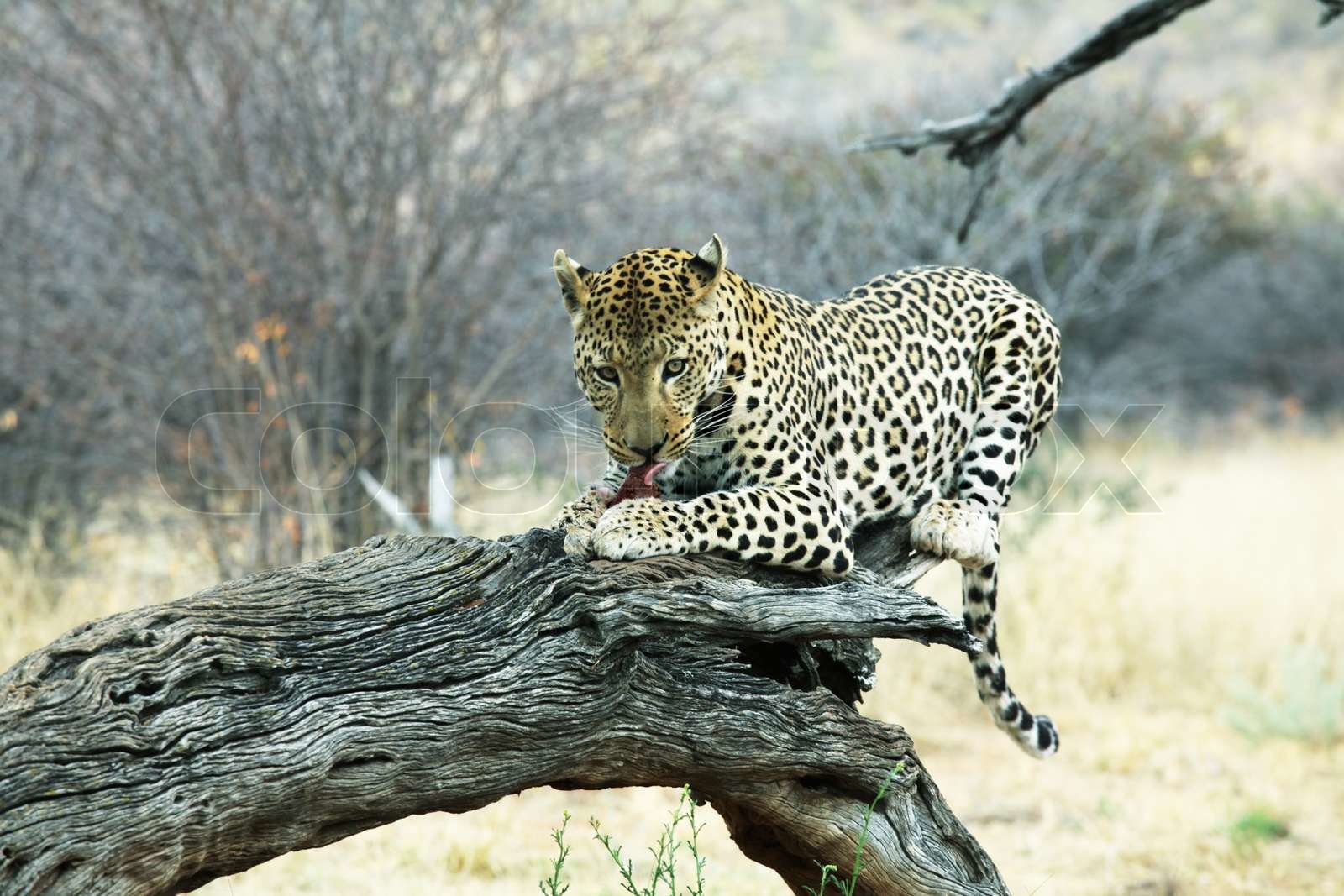 Leopard | Stock image | Colourbox