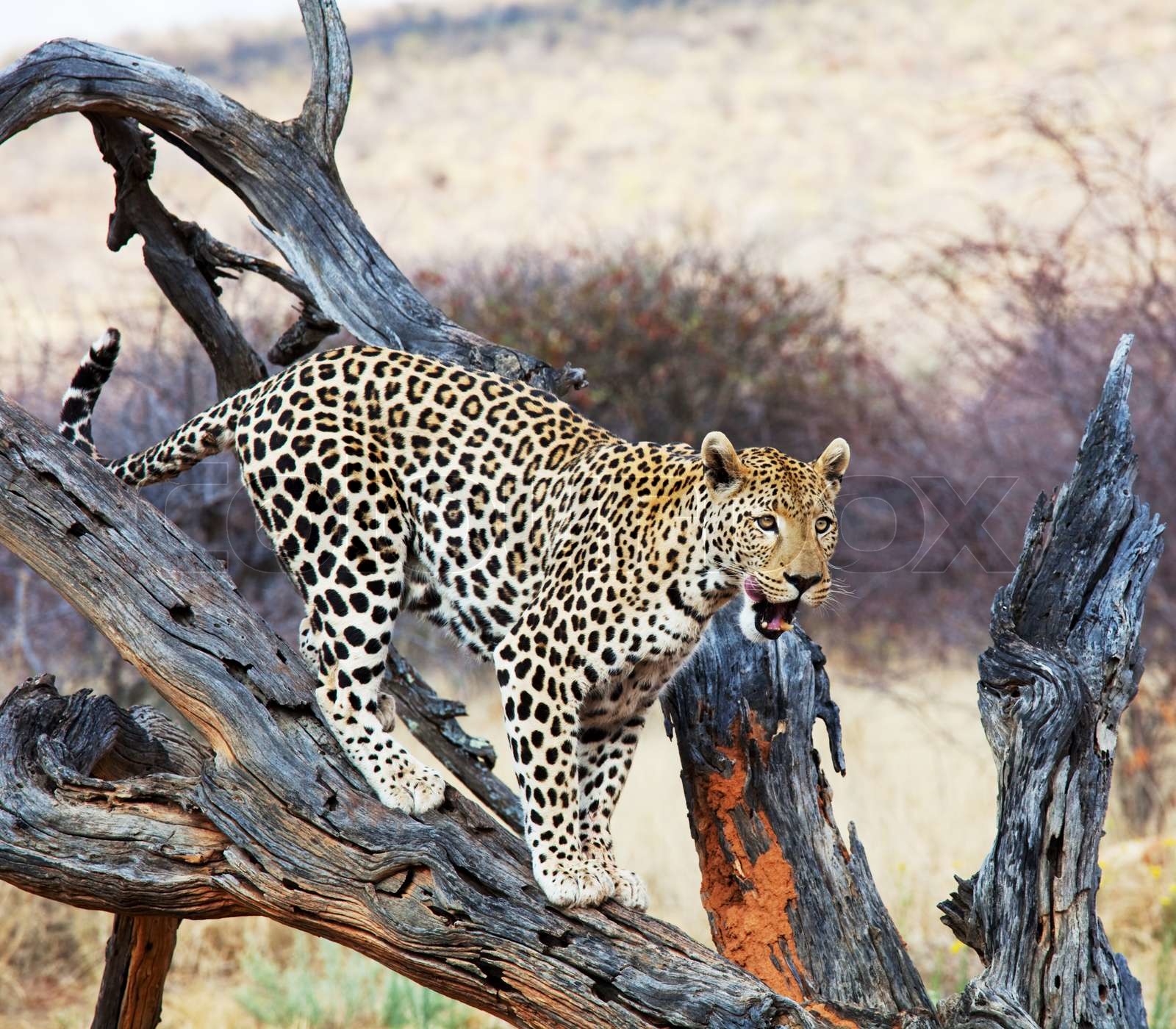 Leopard | Stock image | Colourbox