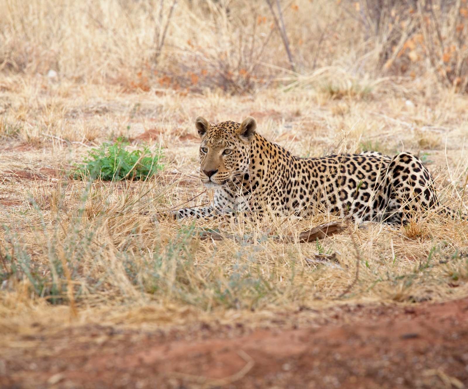 Leopard | Stock image | Colourbox
