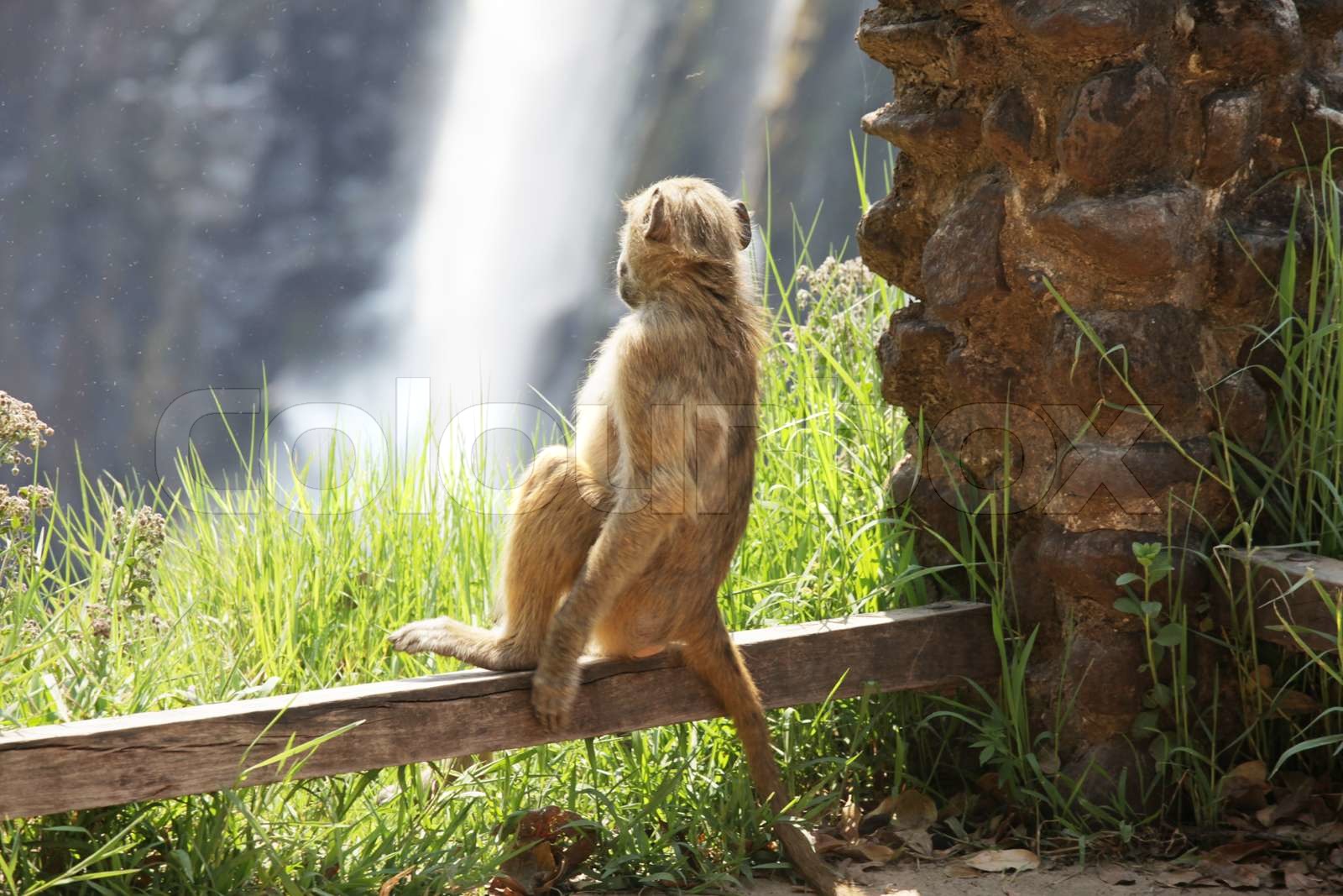 Affe-rest | Stock Bild | Colourbox