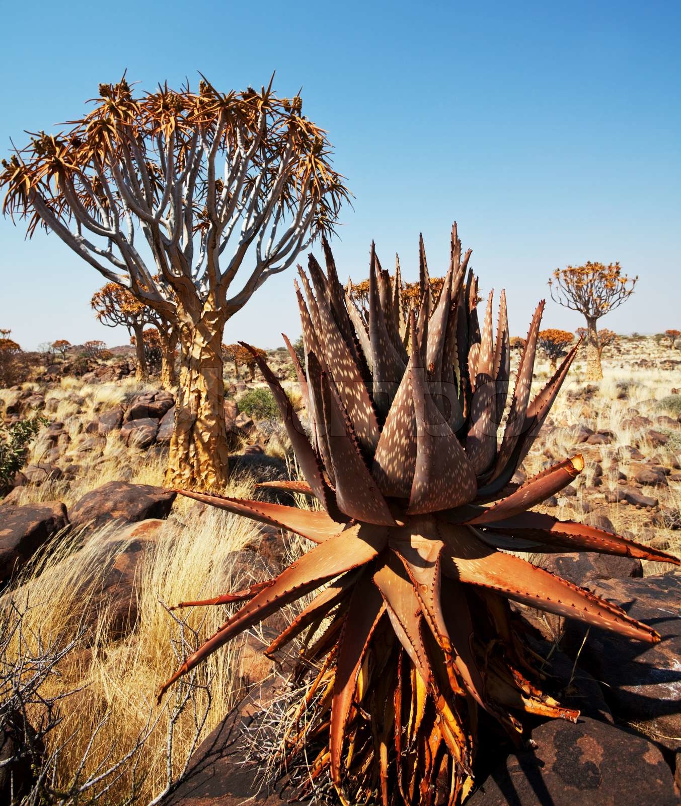 Quiver tree | Stock image | Colourbox