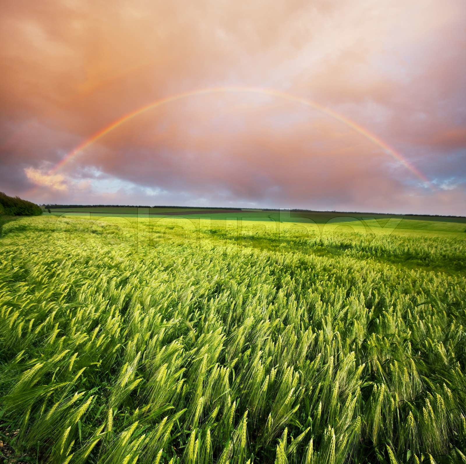 Rainbow in field | Stock image | Colourbox