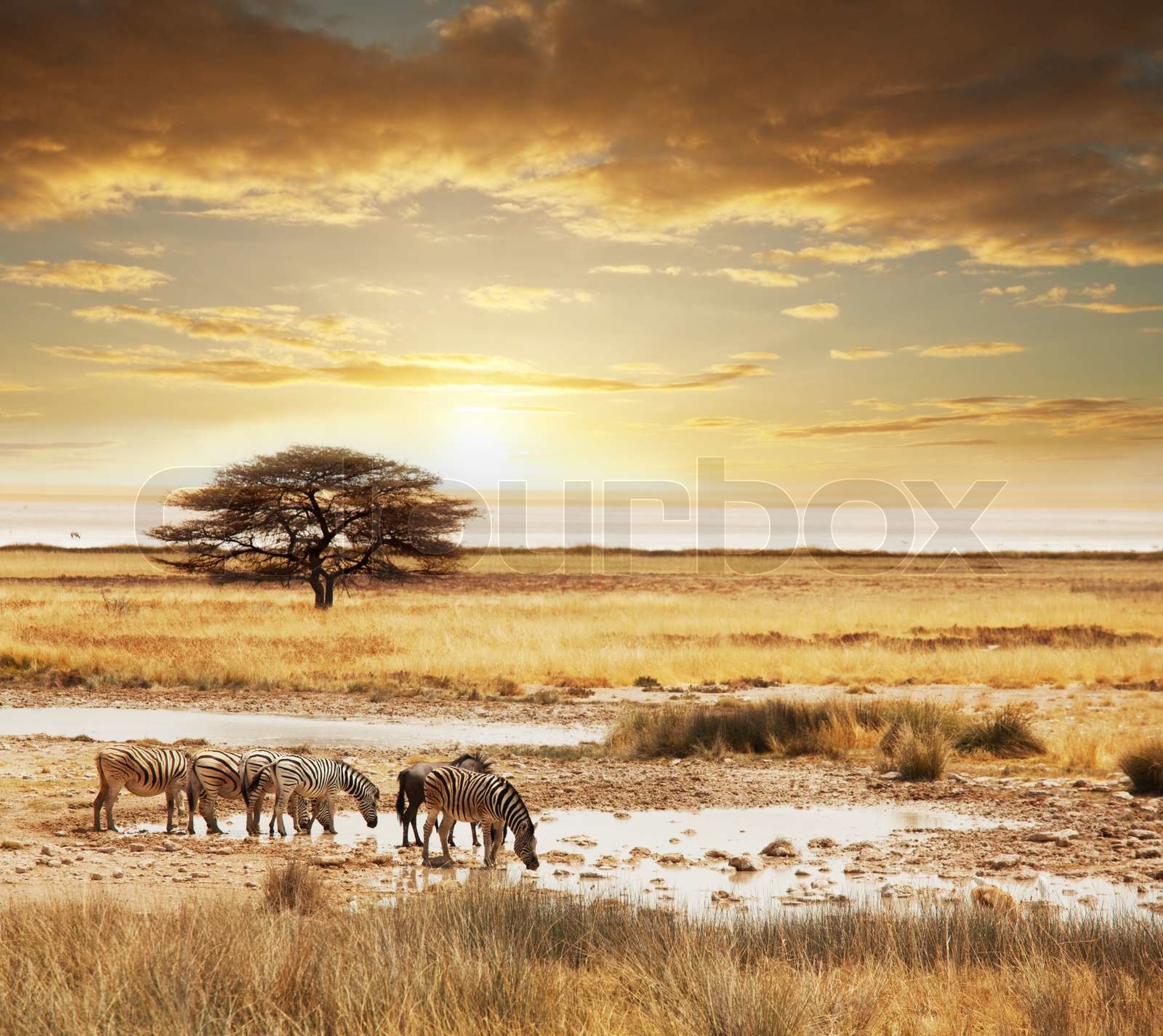 tiere, safari, afrika | Stock Bild | Colourbox