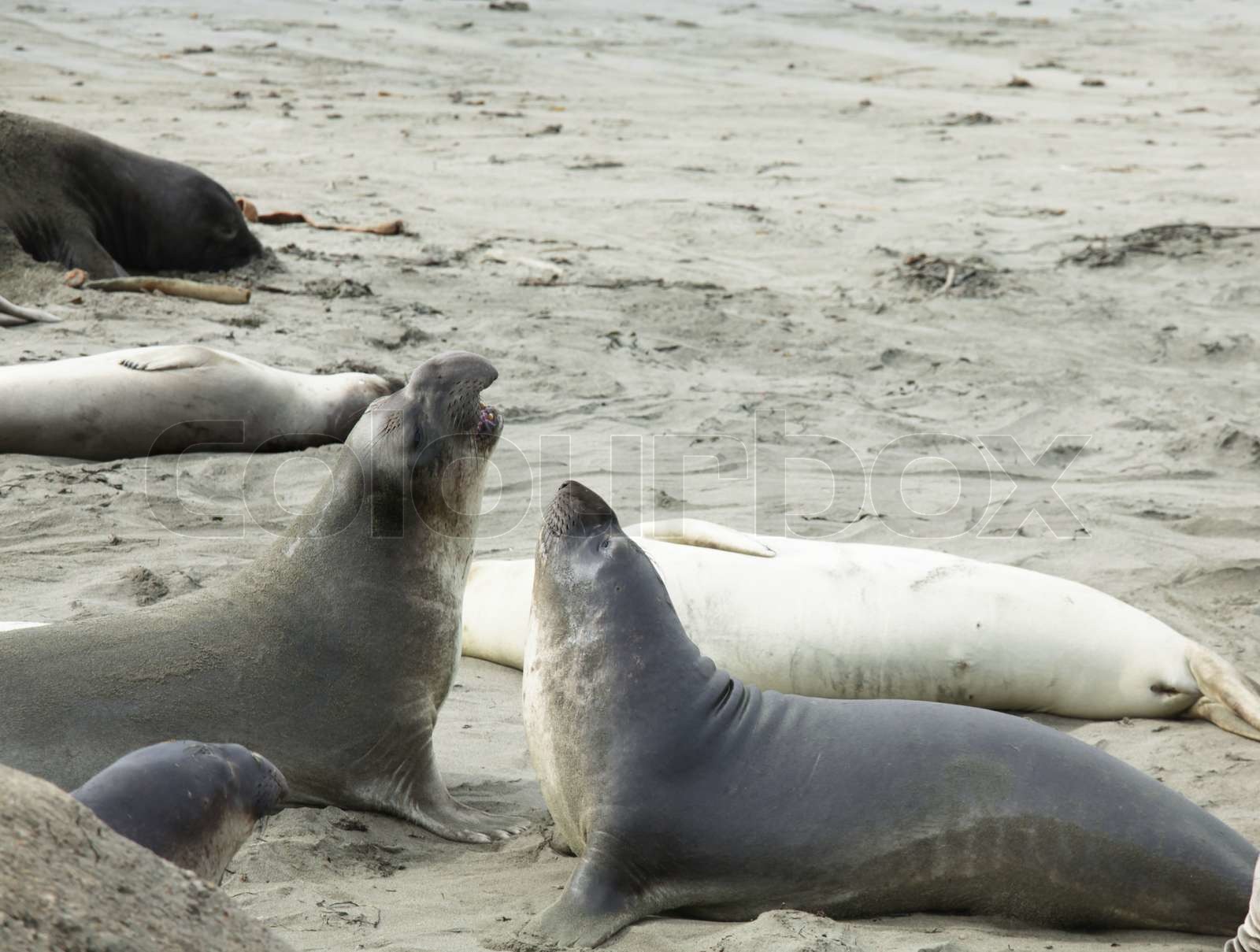 Sea elephants | Stock image | Colourbox