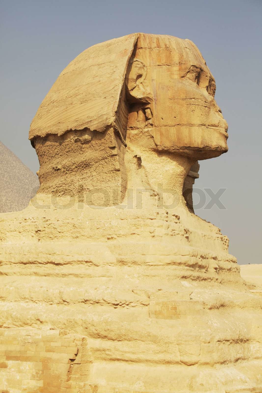 Sphynx | Stock image | Colourbox