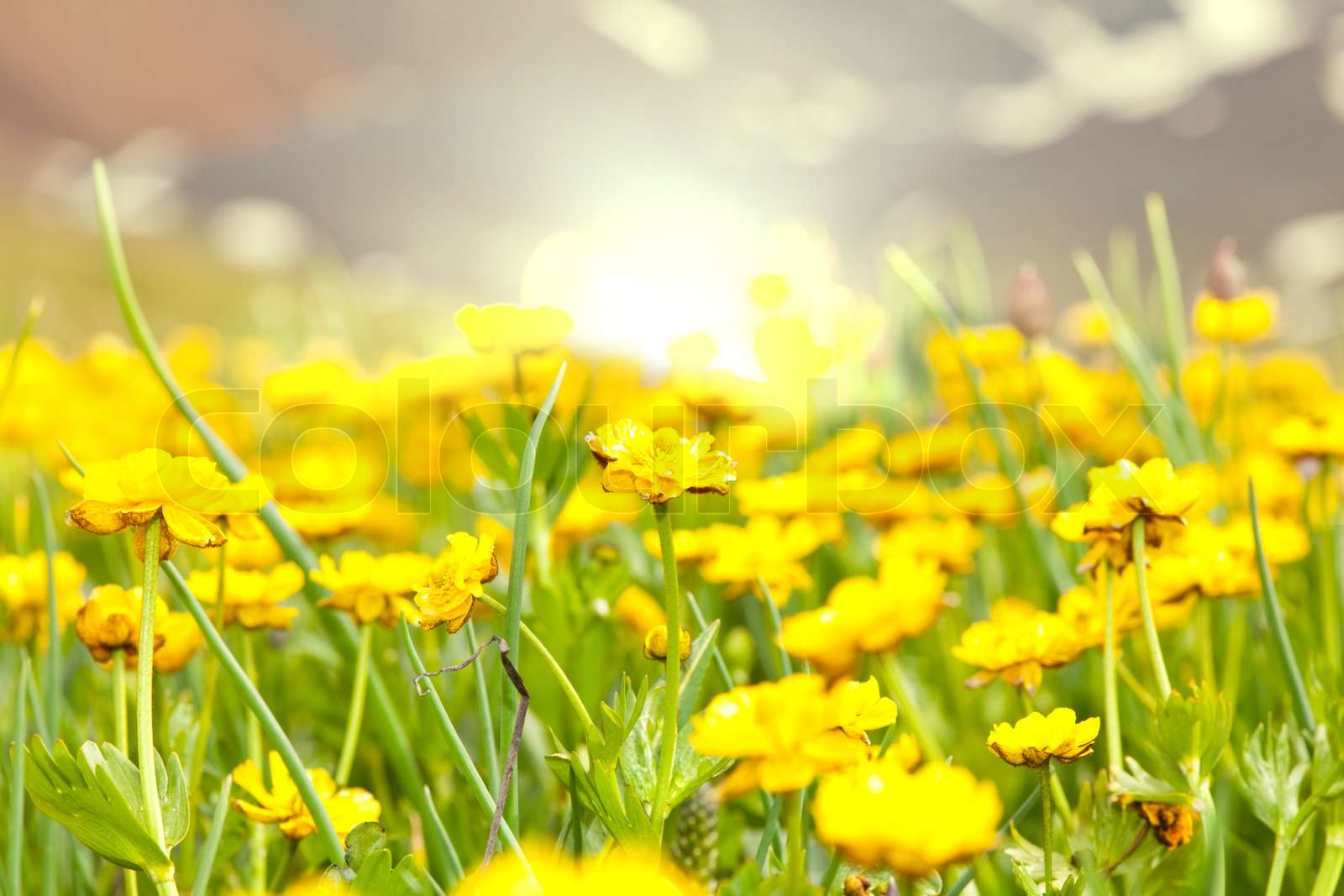 Sunny meadow | Stock image | Colourbox