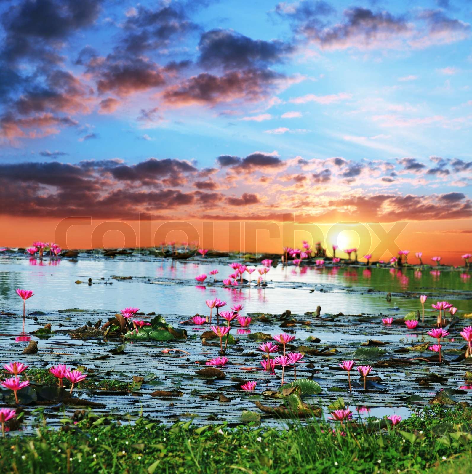 Water flora | Stock image | Colourbox