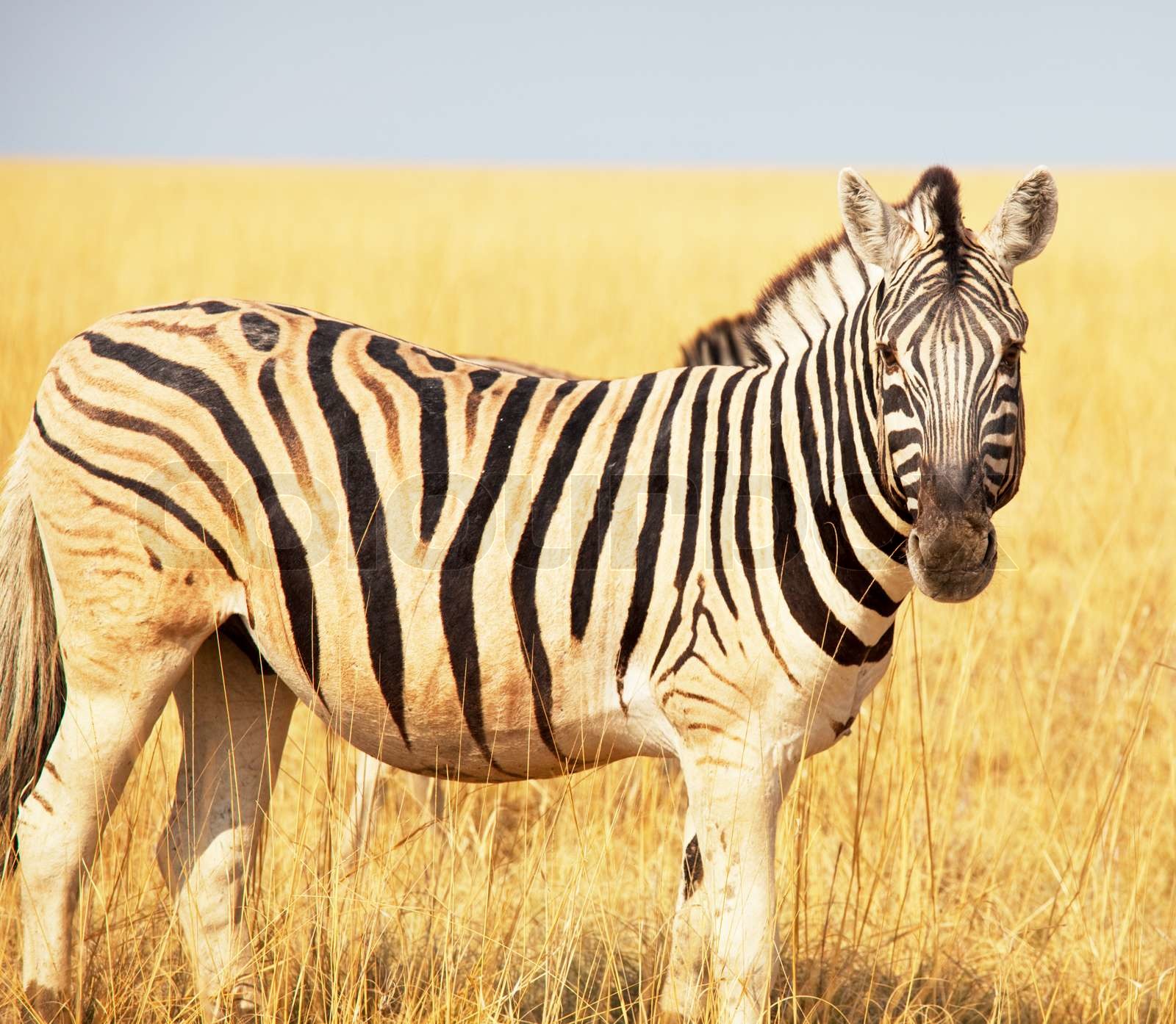 Zebra | Stock image | Colourbox
