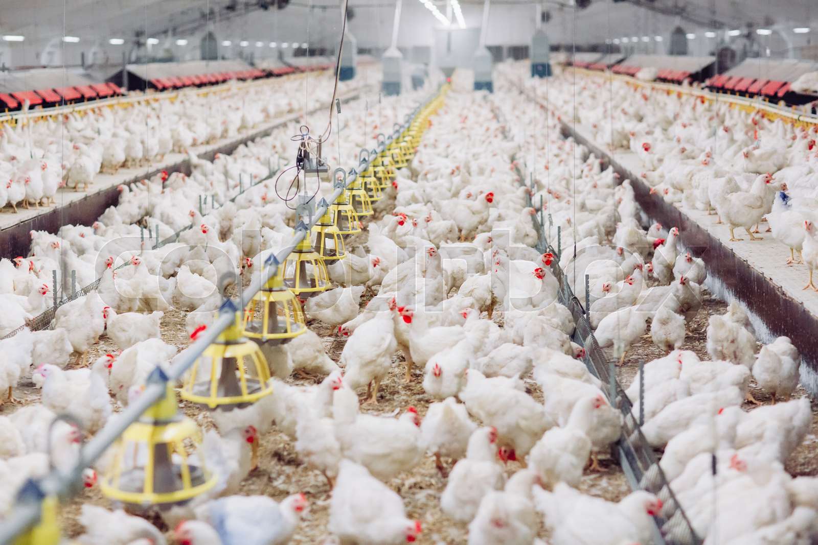 Indoors chicken farm, chicken feeding, farm for growing broiler ...