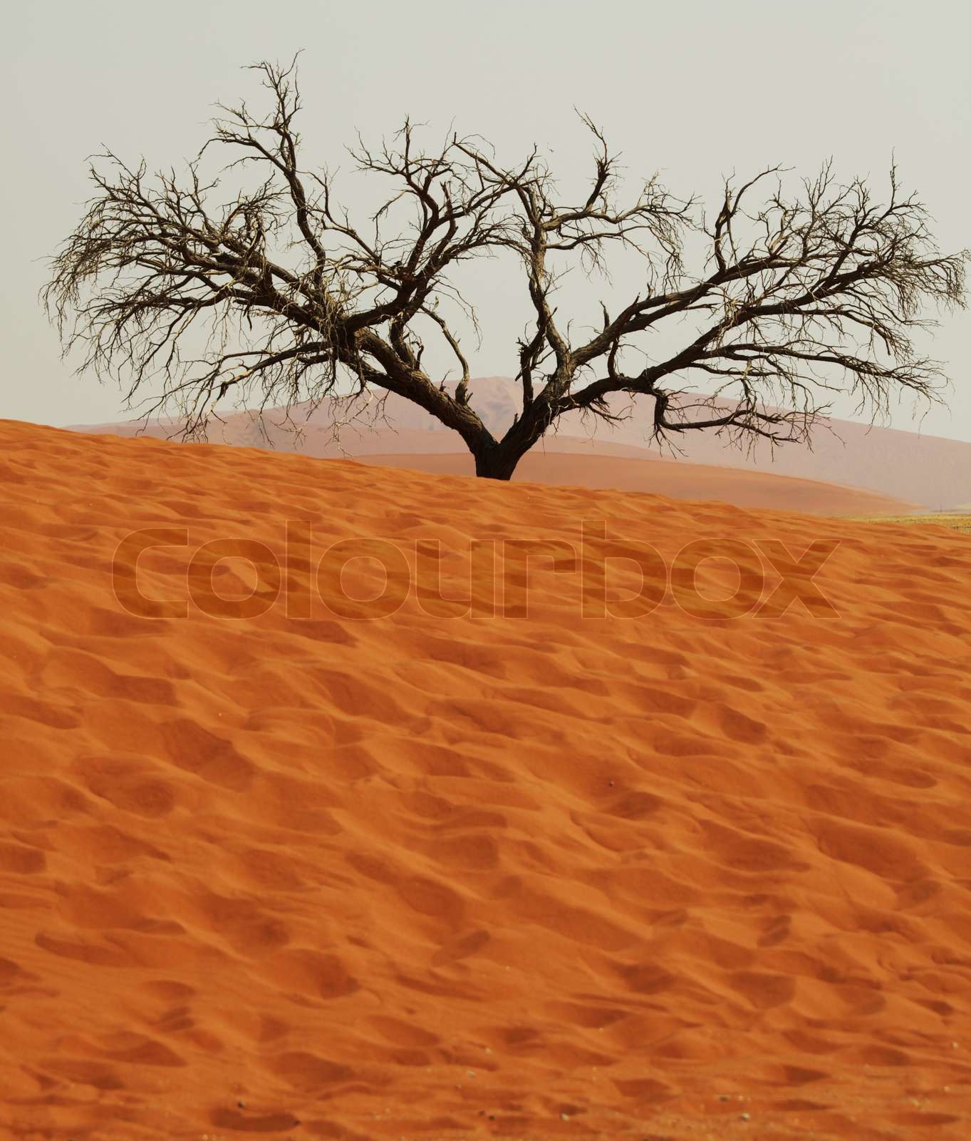 tree in desert | Stock image | Colourbox
