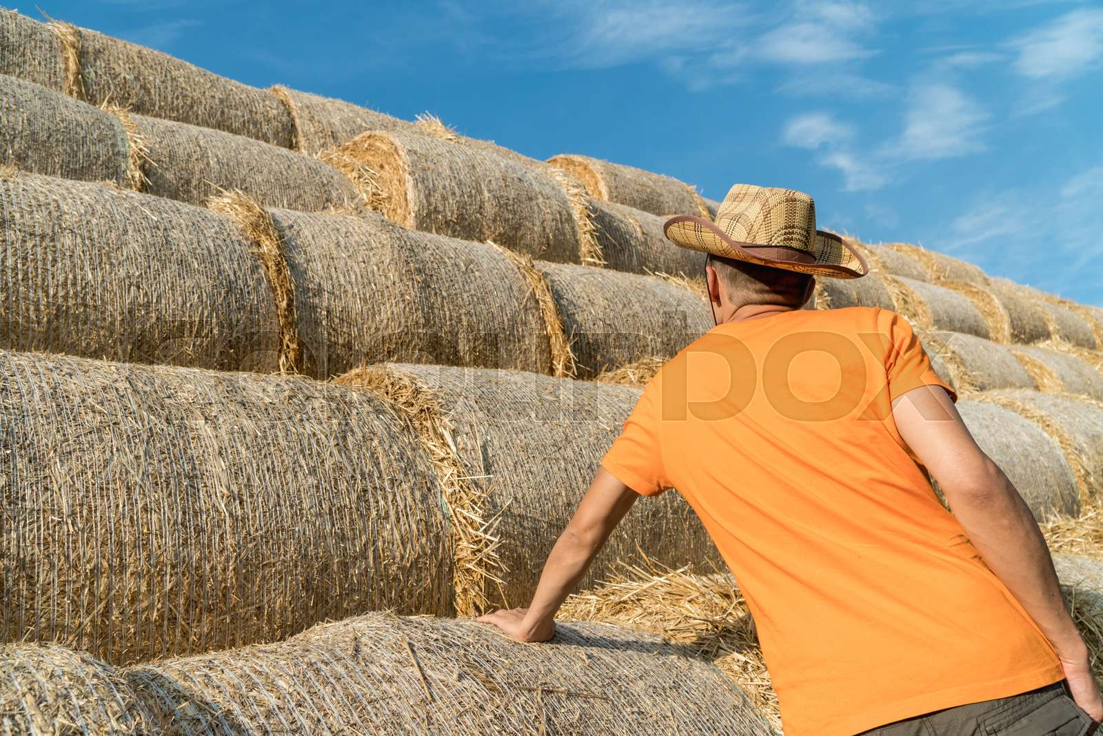 Farmer inspecting hay barrels stacked in a field | Stock image | Colourbox