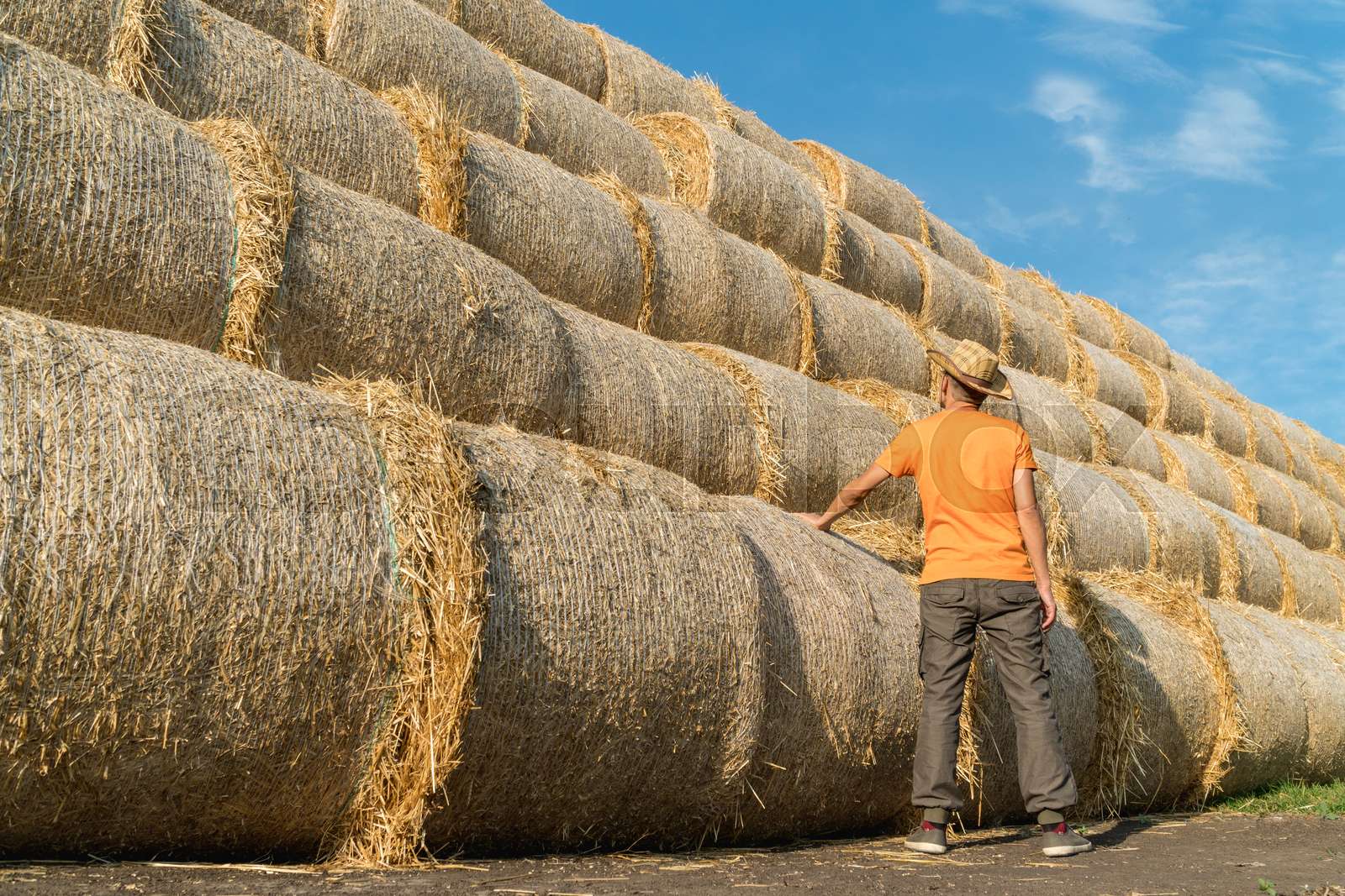 Farmer inspecting hay barrels stacked in a field | Stock image | Colourbox