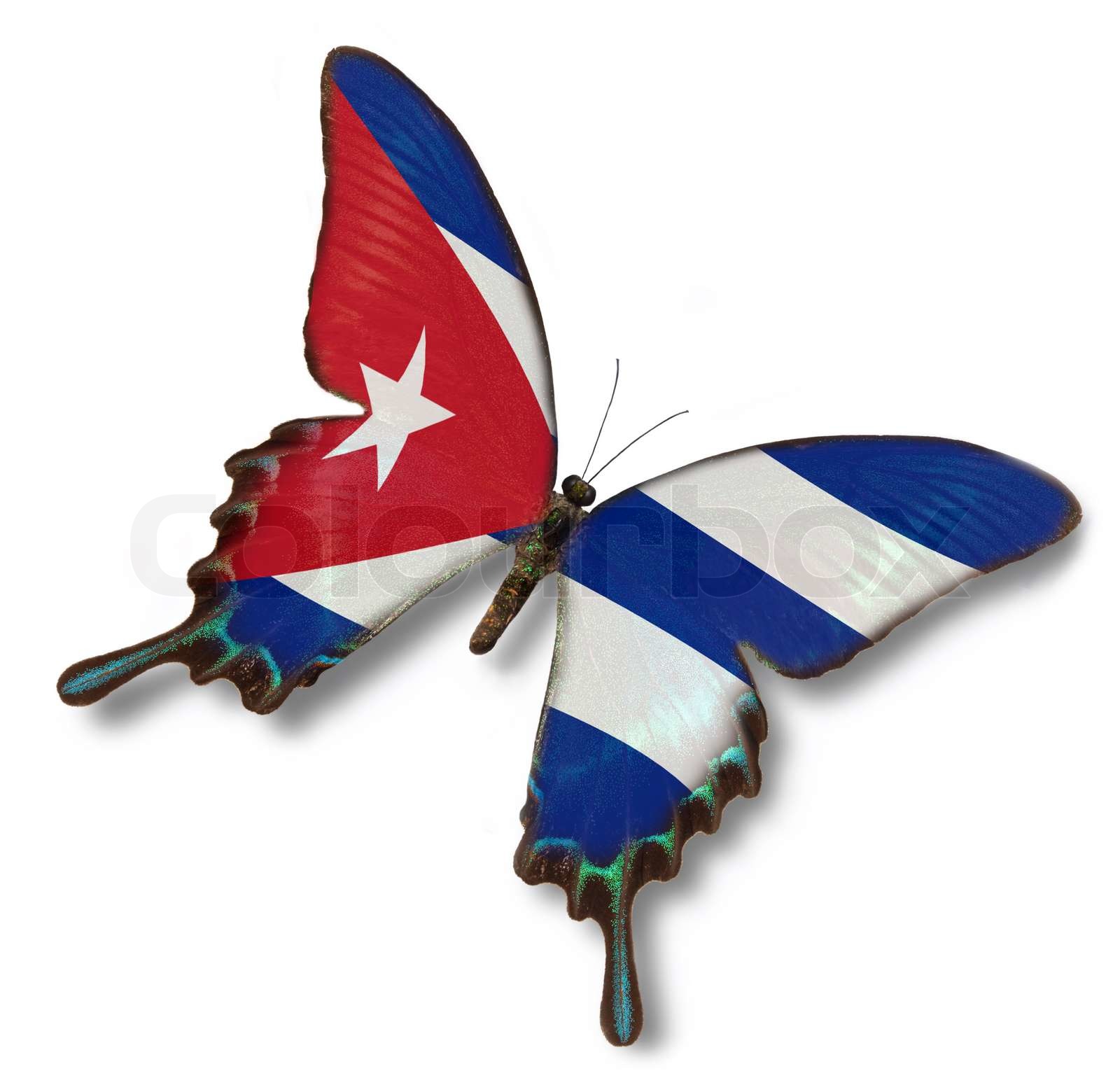 Cuba flag on butterfly isolated on white | Stock image | Colourbox