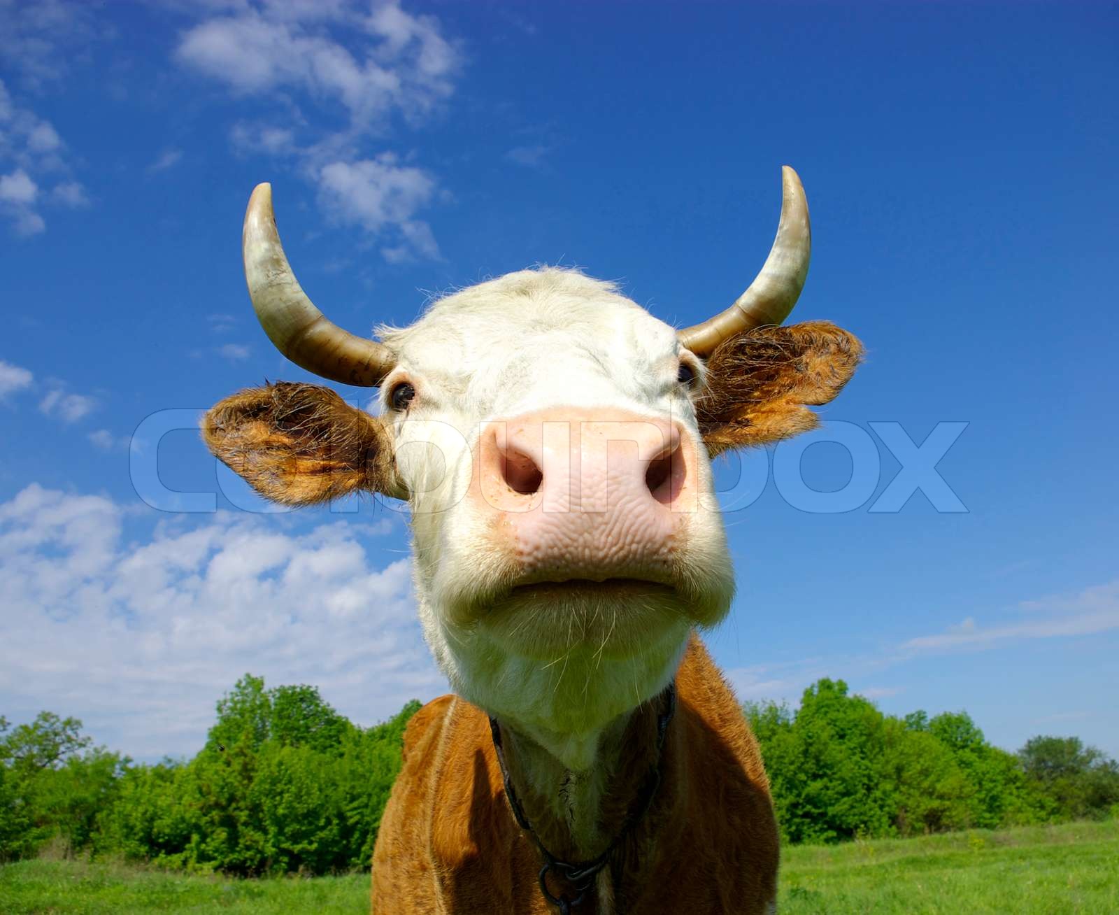 landbrug, ko, dyr | Stock foto | Colourbox