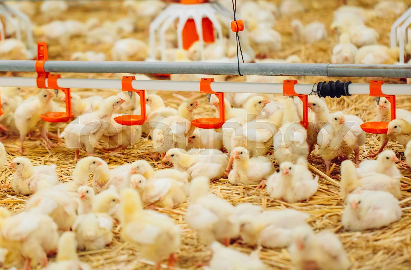 Big indoors modern chicken farm, chicken feeding. | Stock image | Colourbox
