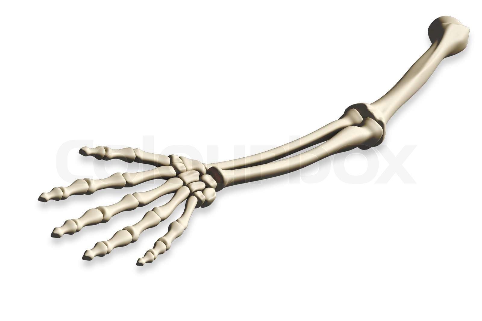 skeleton arm | Stock image | Colourbox