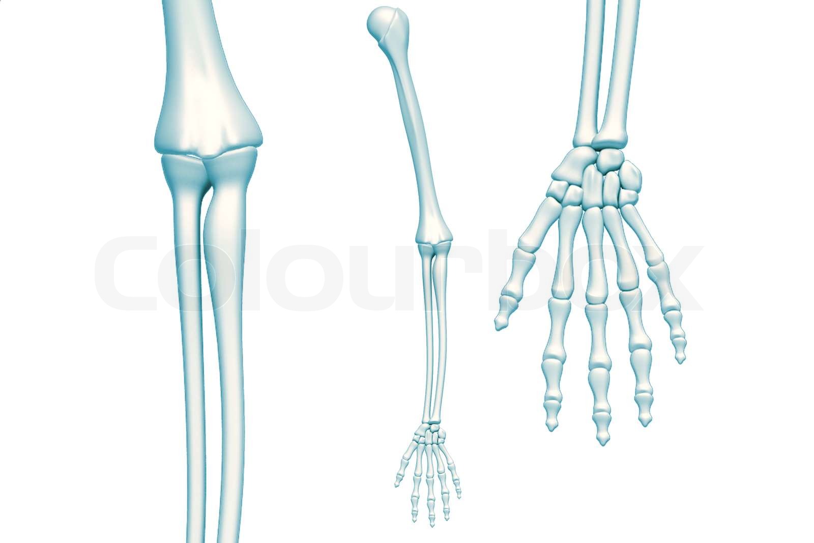 skeleton arm | Stock image | Colourbox
