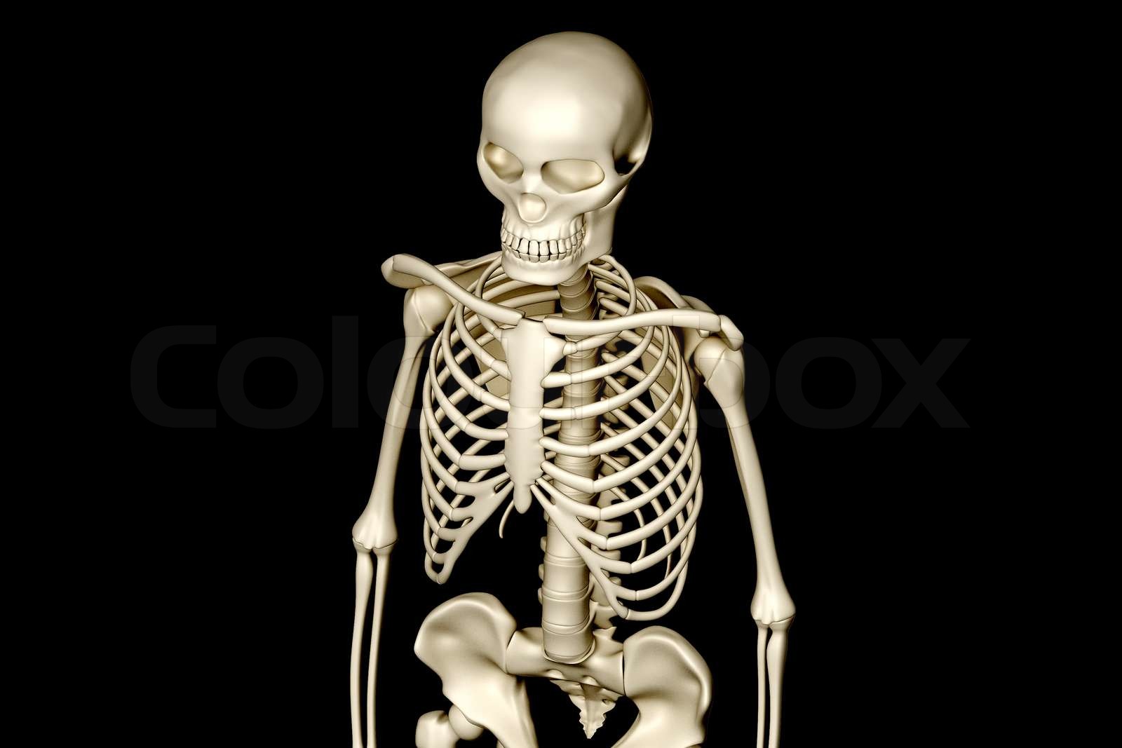 Skeleton | Stock image | Colourbox