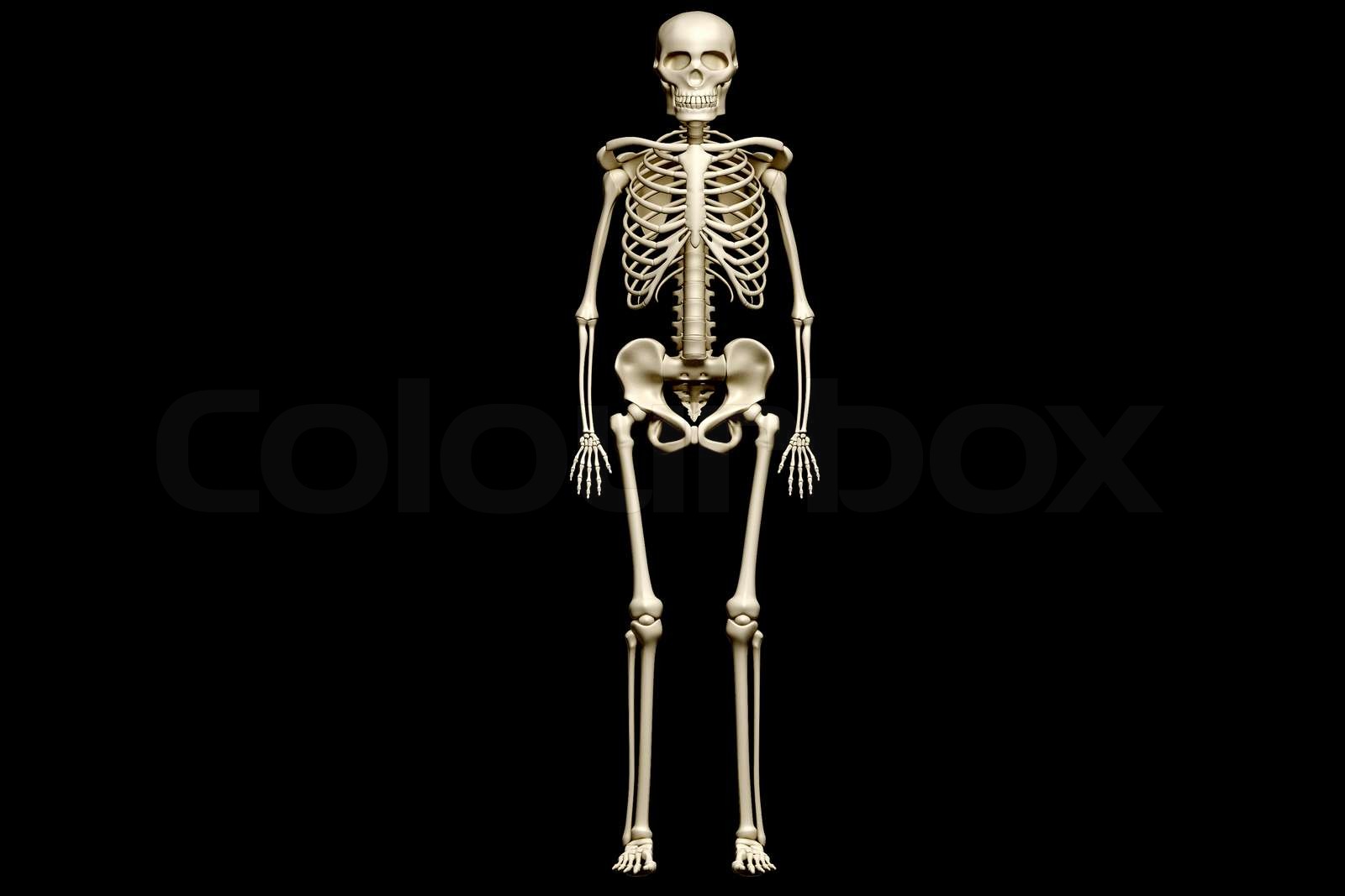 Skeleton | Stock image | Colourbox