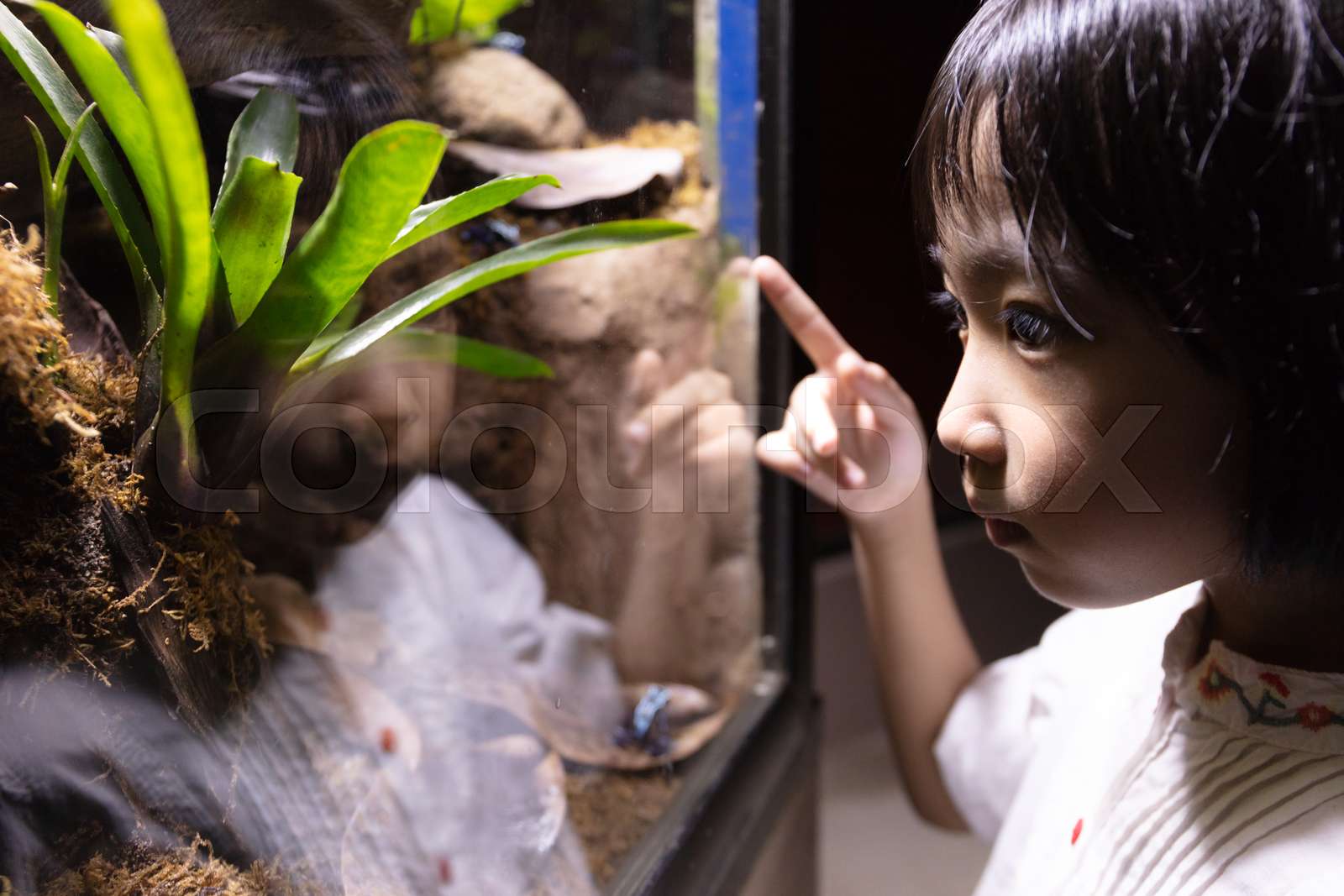 Asian Little Chinese Girl watching insects | Stock image | Colourbox