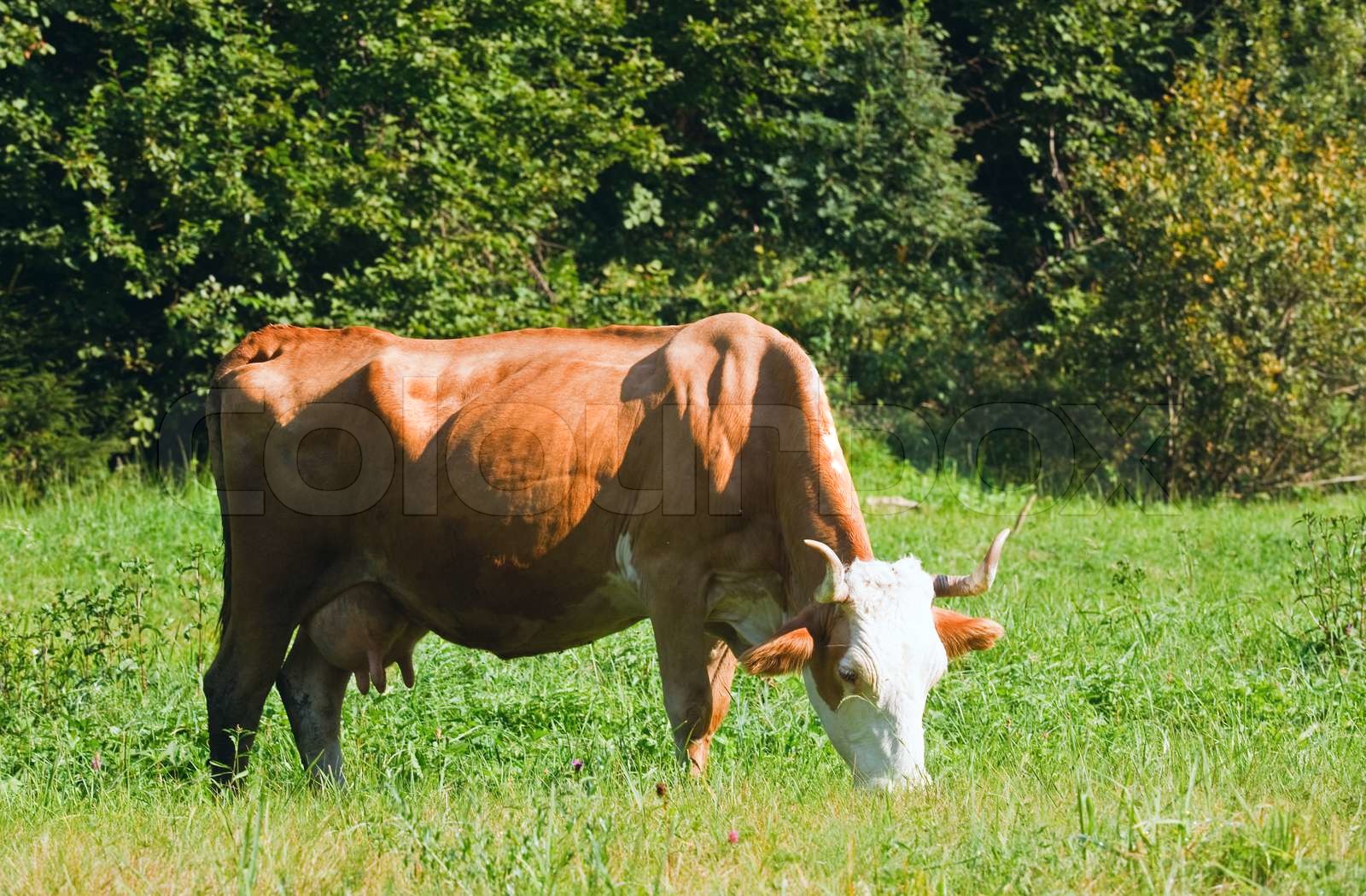 cow on summer meadow | Stock image | Colourbox