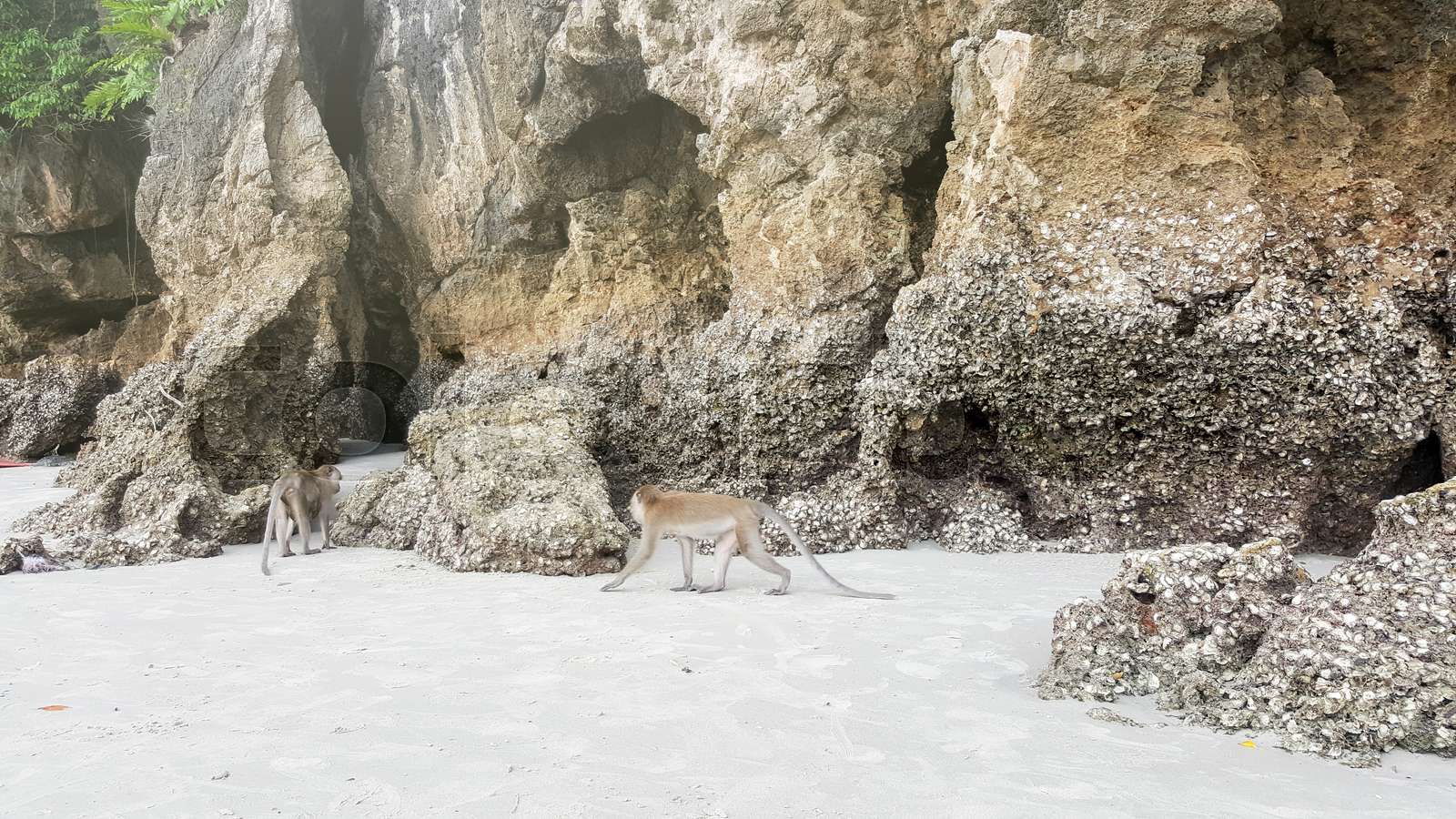 monkeys on cliff near beach sea cave | Stock image | Colourbox