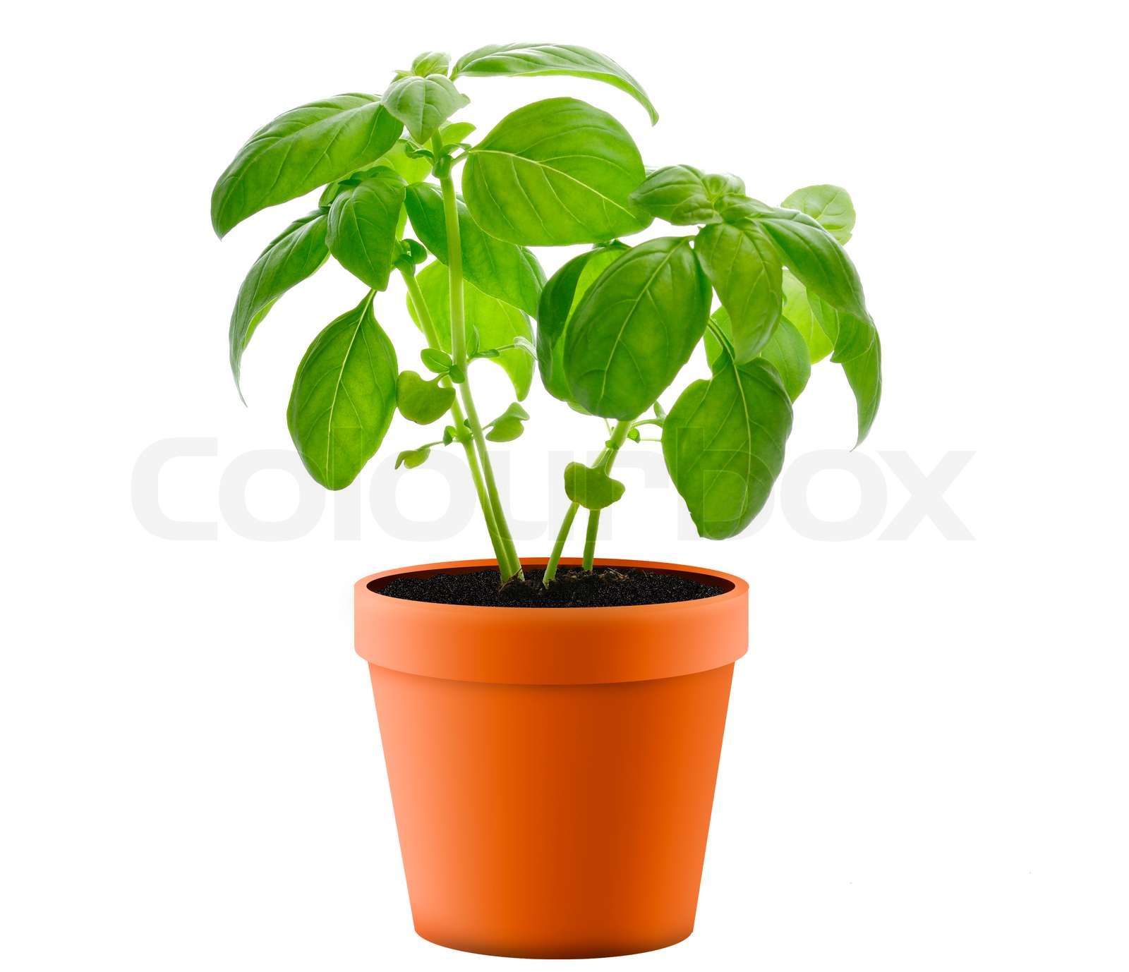 Basil Plant In APot | Stock image | Colourbox