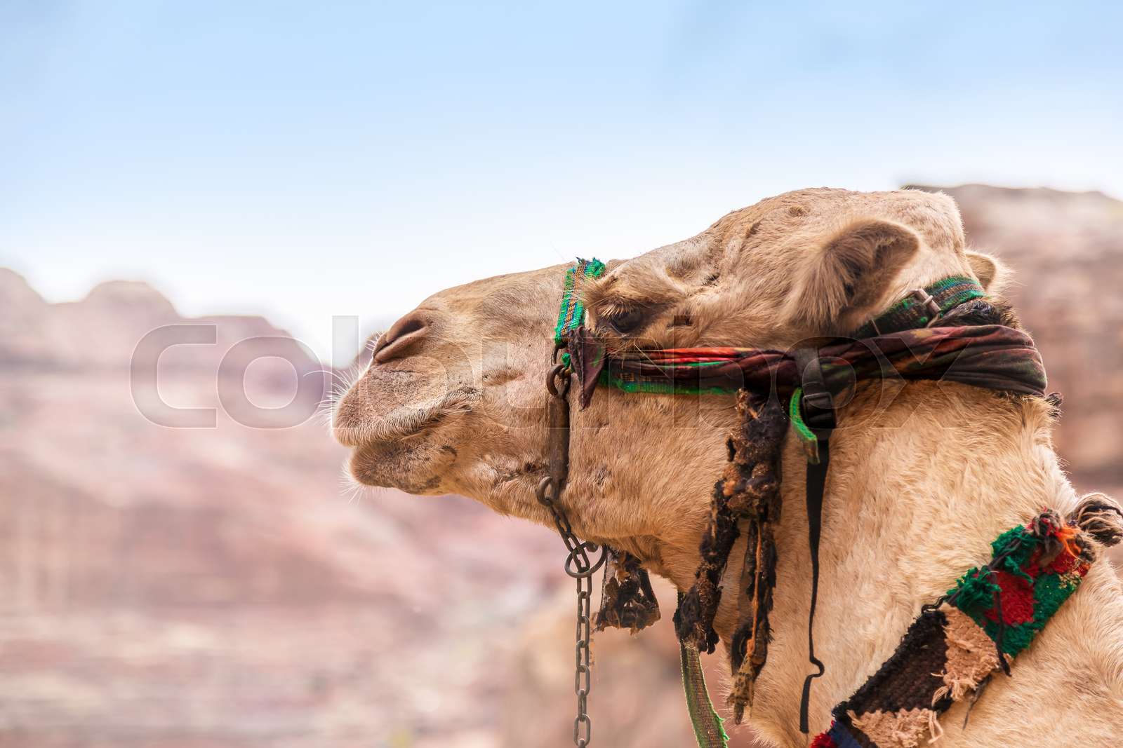 Camel portrait in Petra, Jordan | Stock image | Colourbox