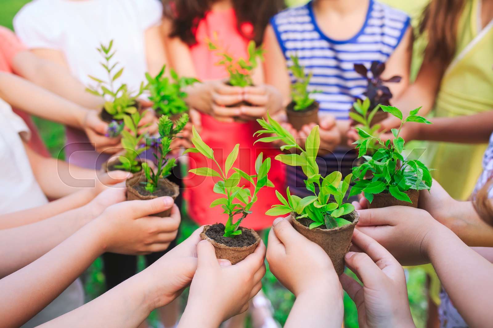 People Hands Cupping Plant In Nurture Environmental. - Stock Image ...