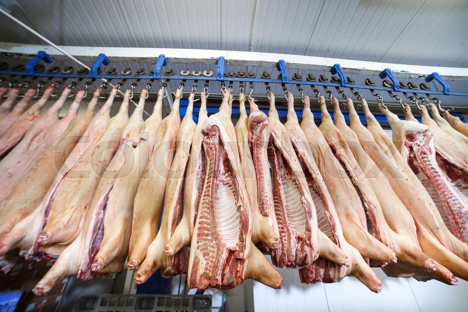 Pig carcasses cut in half stored in refrigerator room of food ...