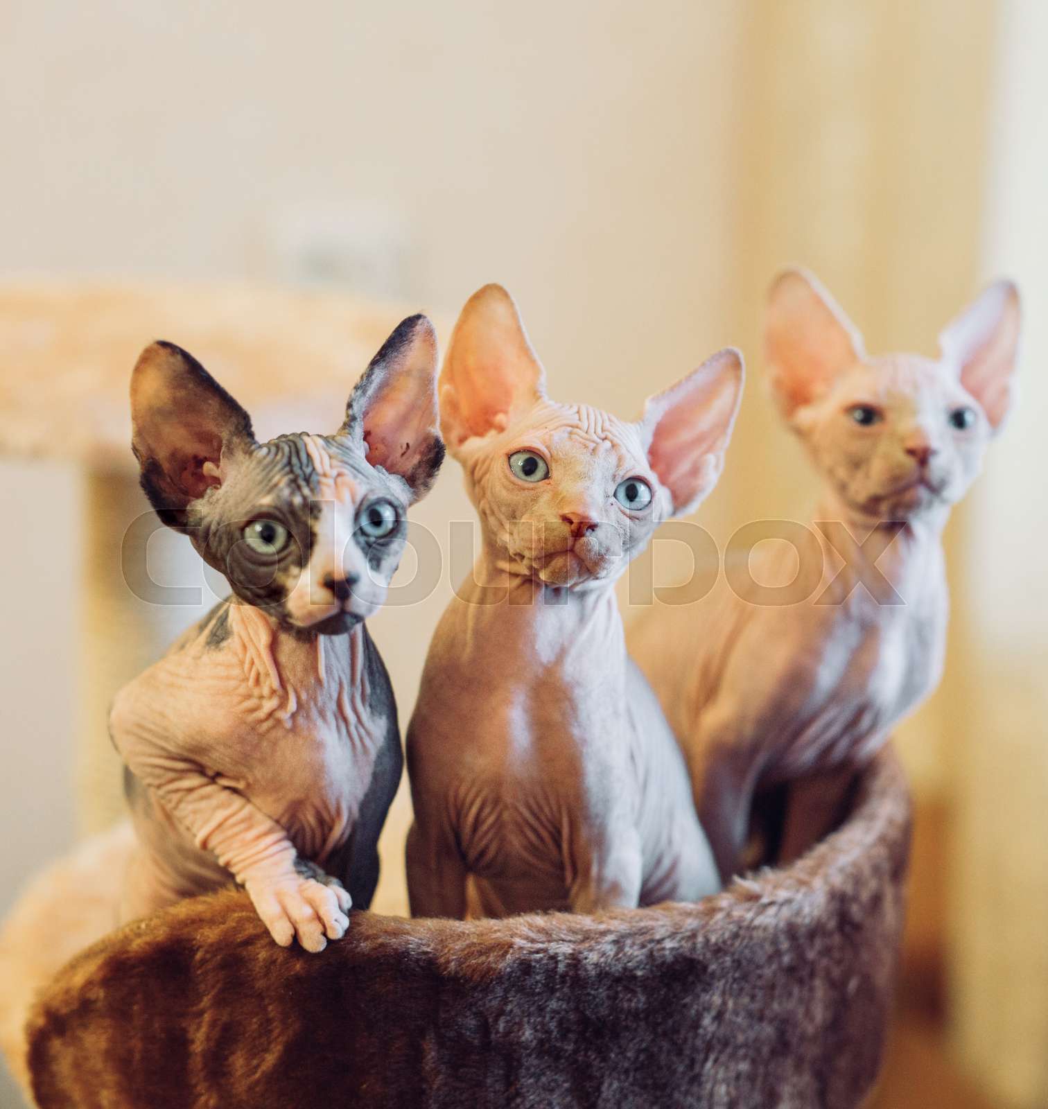 Hairless sphinx cats in short at home. | Stock image | Colourbox