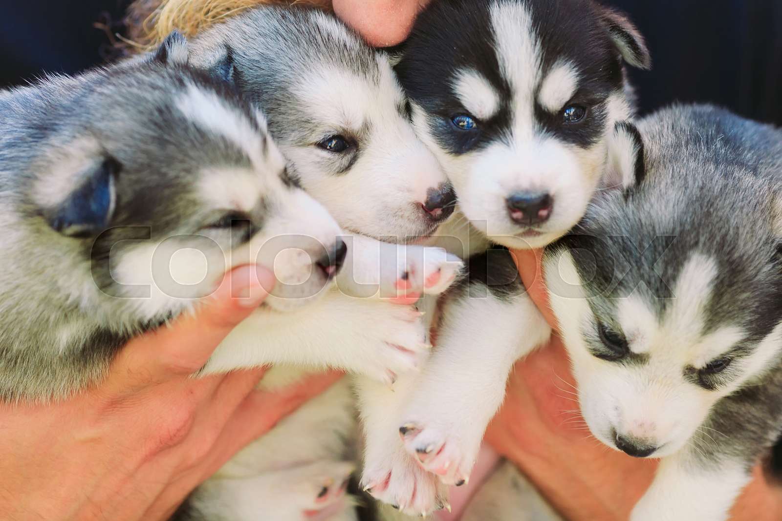 Dog Baby Husky