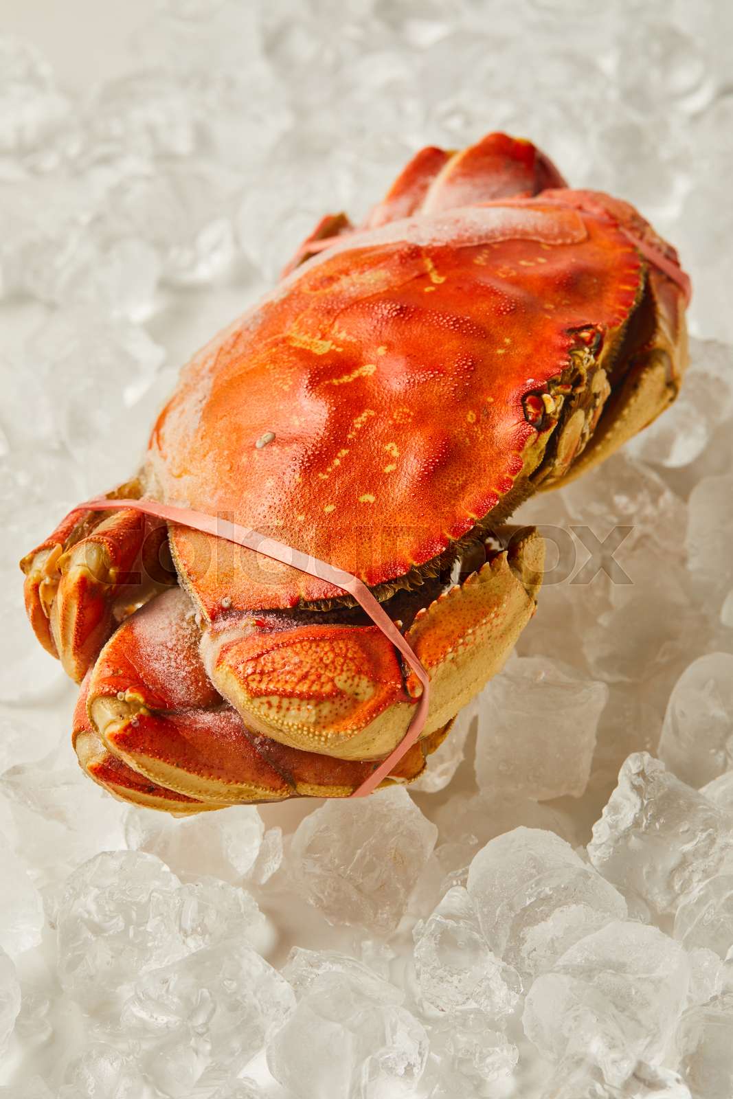 frozen uncooked tied up crab on ice cubes | Stock image | Colourbox