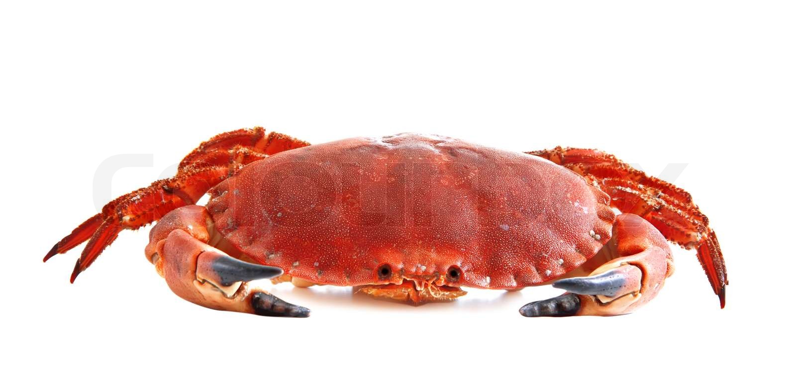 krabbe, rød, liv | Stock foto | Colourbox